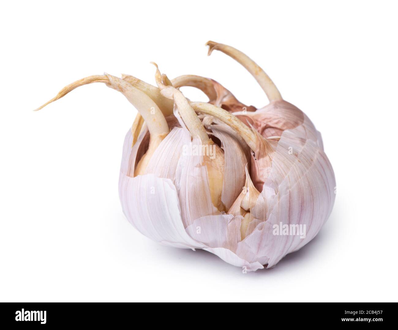 Sprouted garlic bulb isolated on white background Stock Photo - Alamy