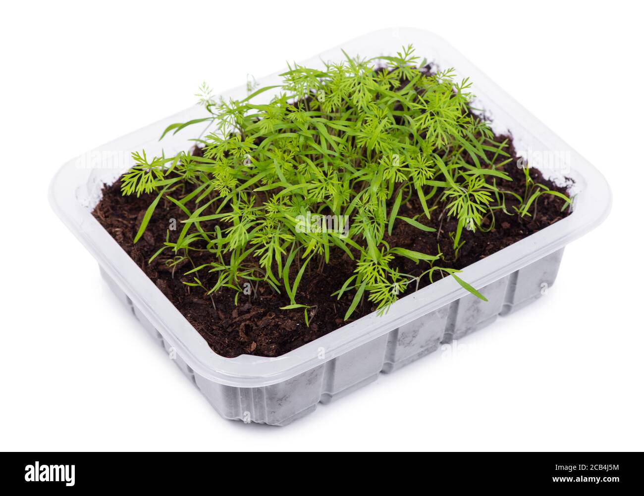 Young dill seedlings in a transparent plastic container isolated over ...