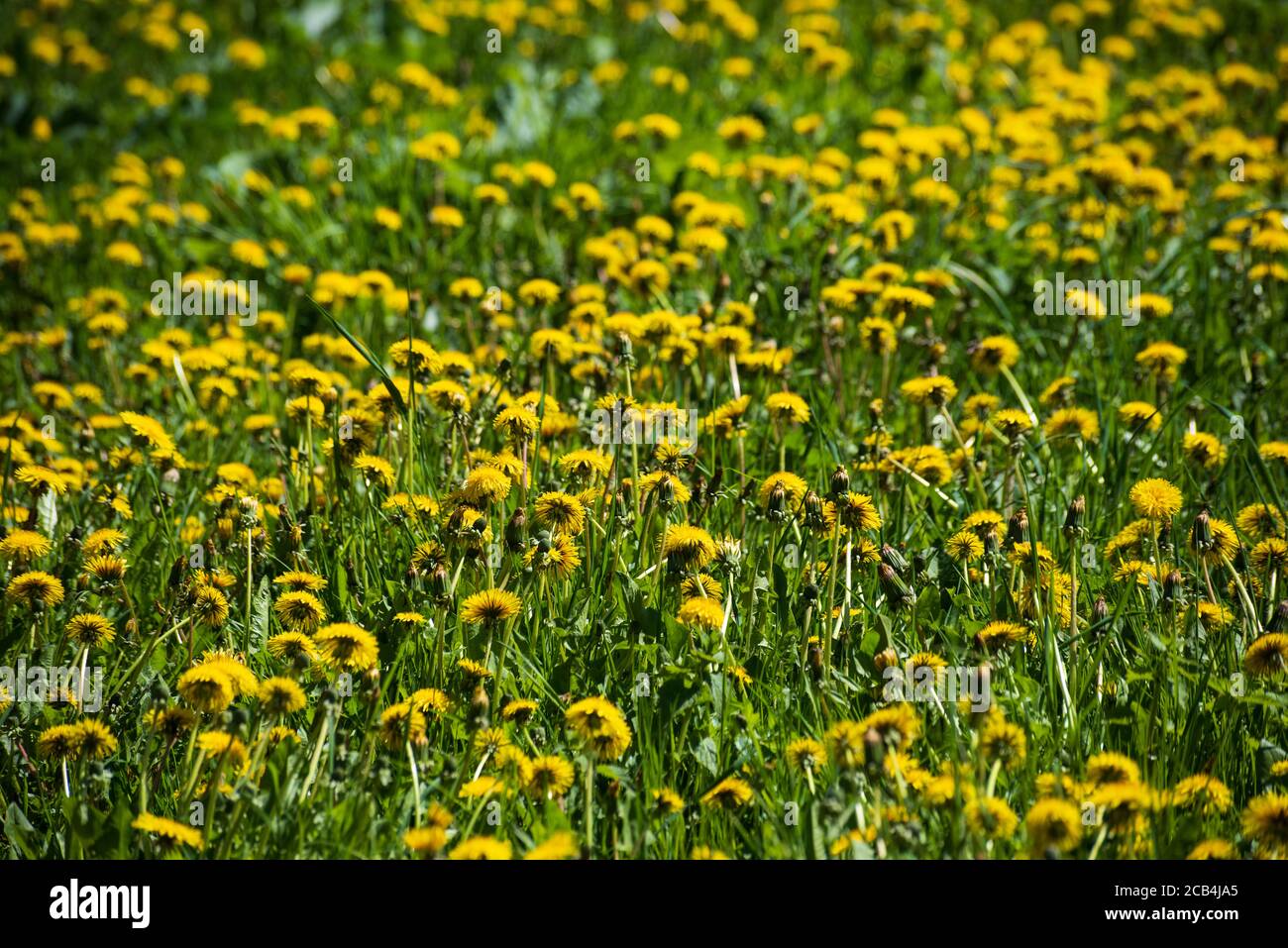 Natural small dandelions bloom, spring background Stock Photo - Alamy