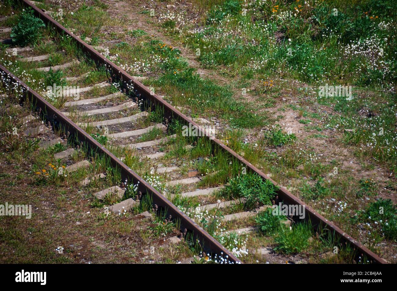 Old railroad tracks in the nature among plants Stock Photo - Alamy