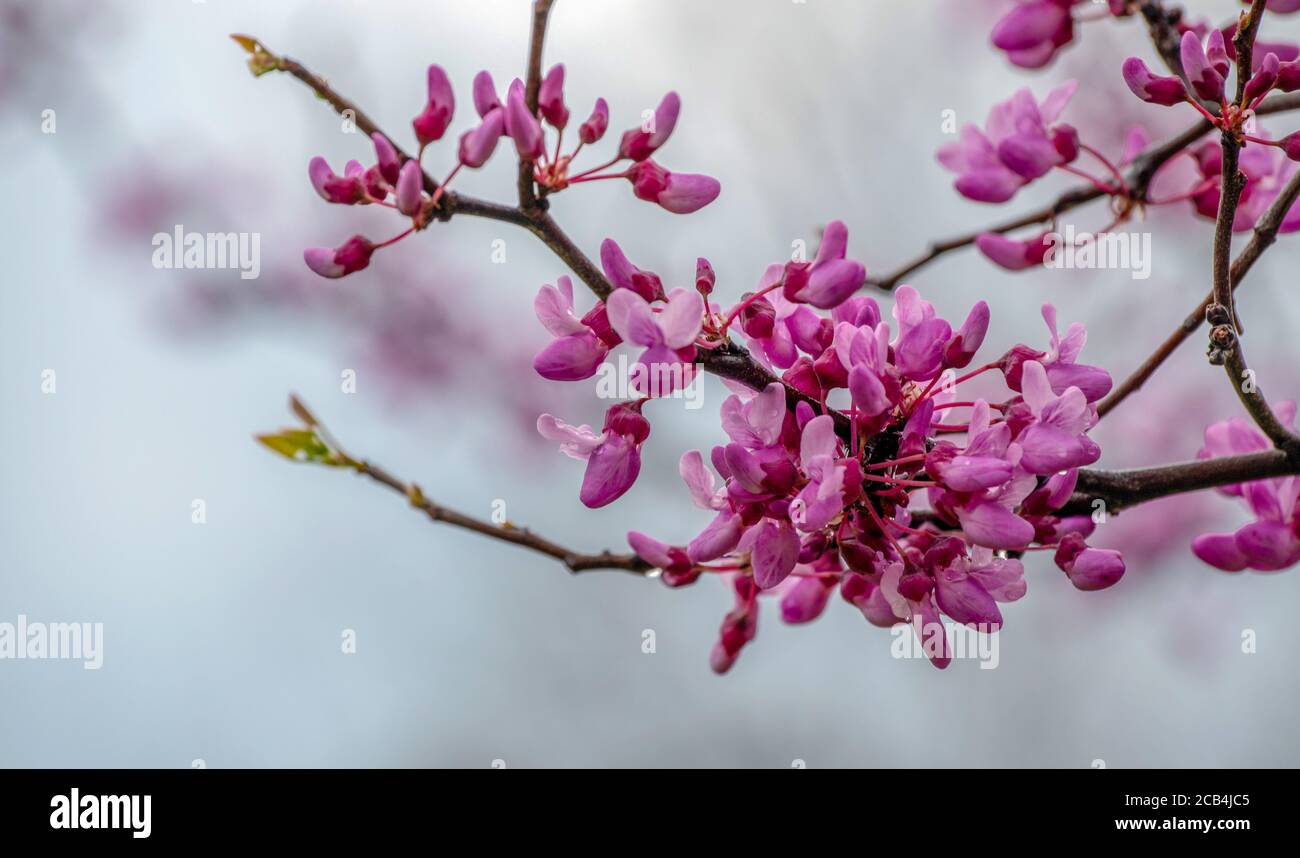 Redbud tree blooms are a beautiful magenta color and stand out nicely ...