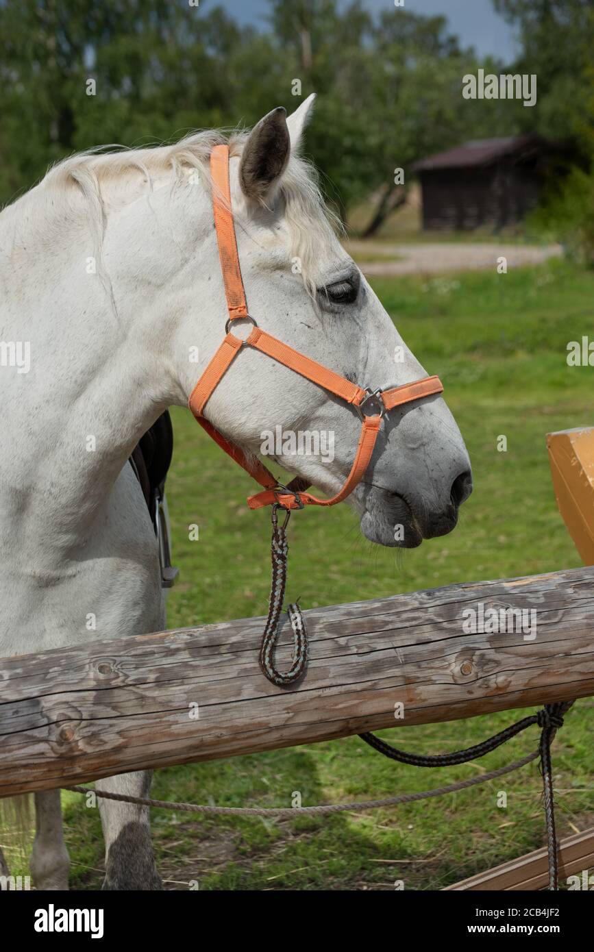 Horse in harnessed by the stall outdoors Stock Photo - Alamy