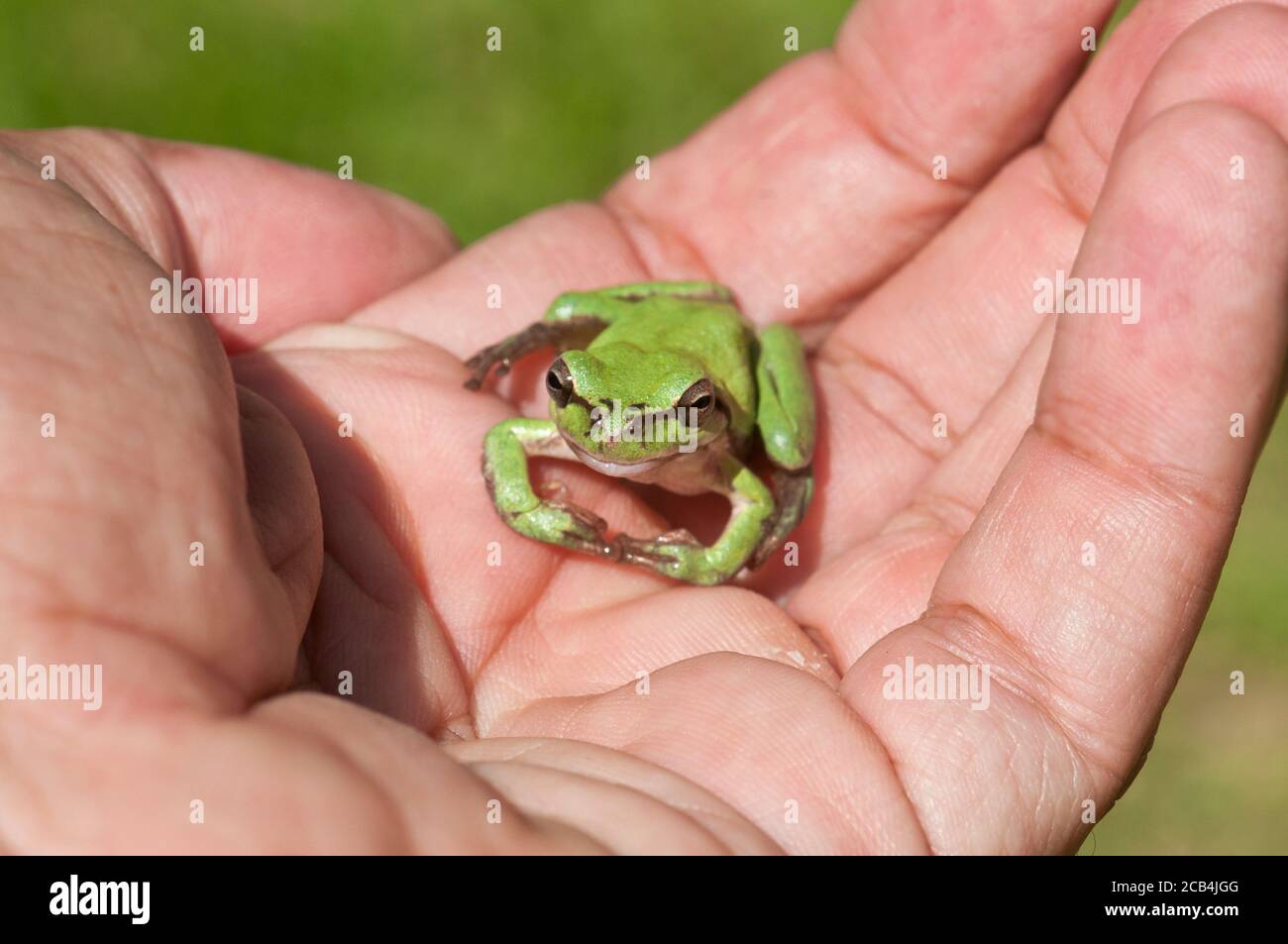 Green tree frog in hand Stock Photo - Alamy