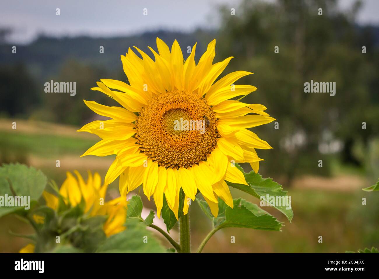 Wild sunflower hi-res stock photography and images - Alamy