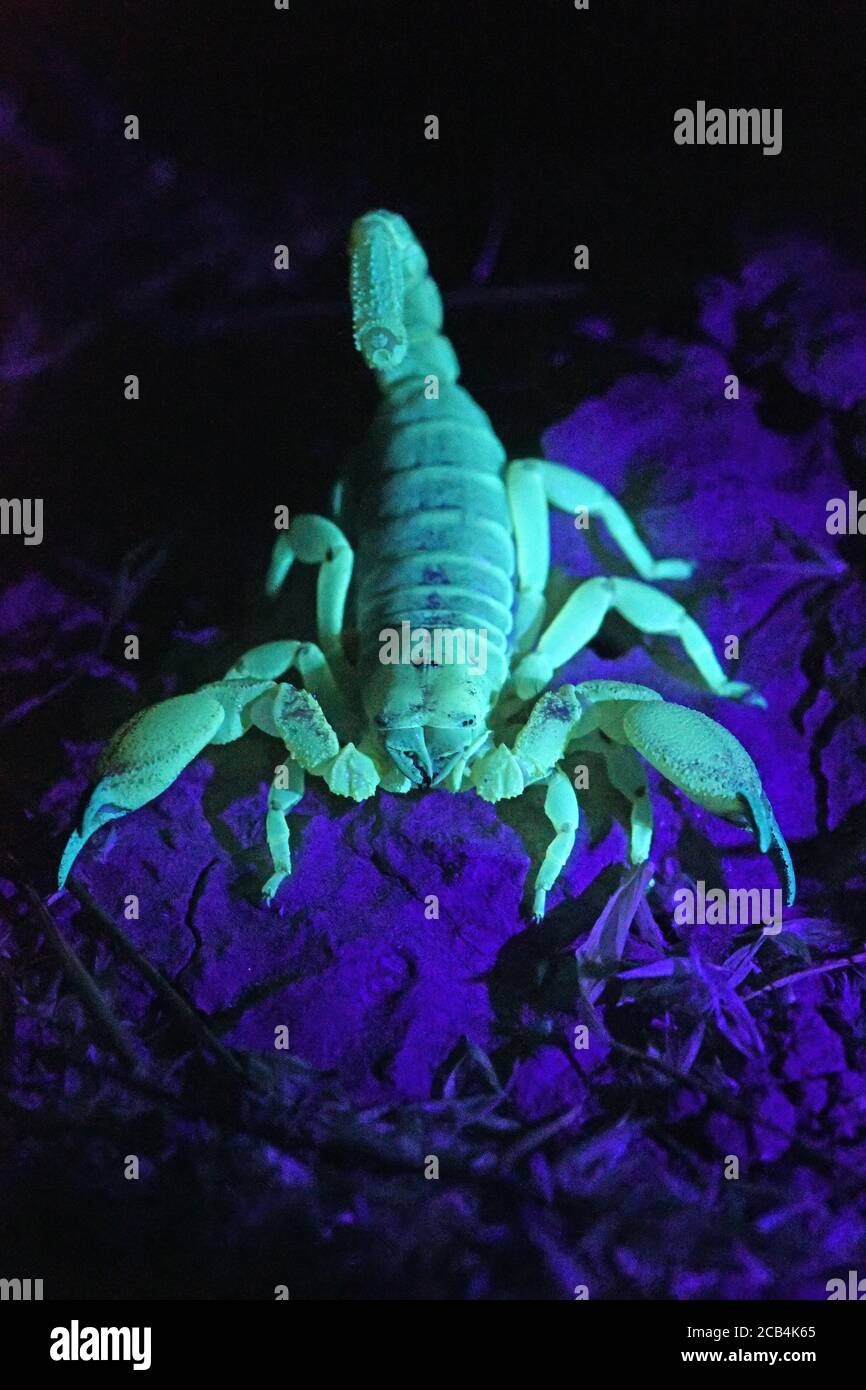 Scorpion shown in UV light Stock Photo - Alamy