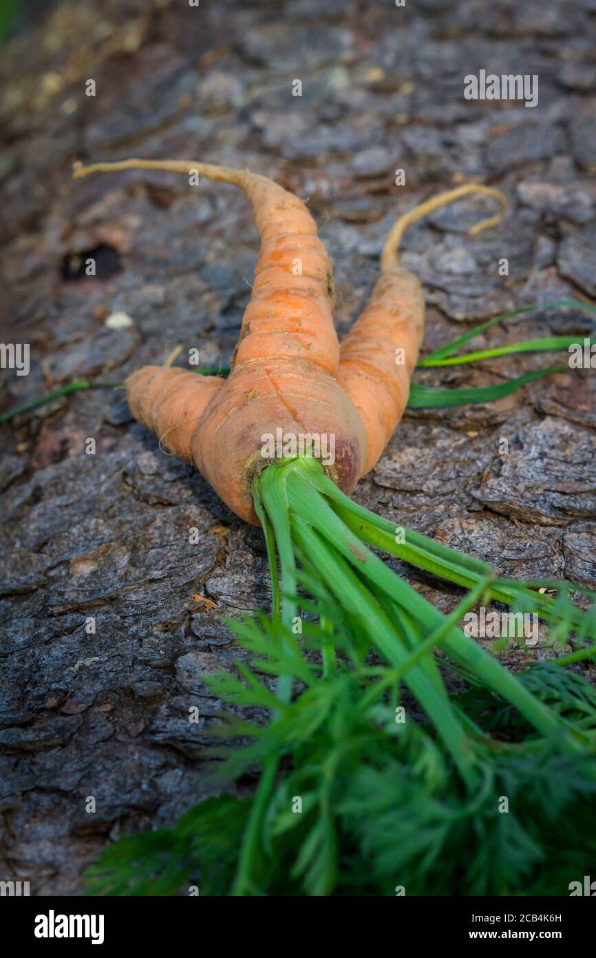Hand picked food hi-res stock photography and images - Alamy