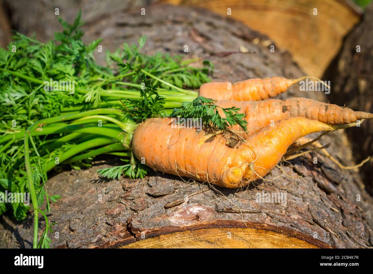 Fresh hand-picked organic carrots Stock Photo - Alamy
