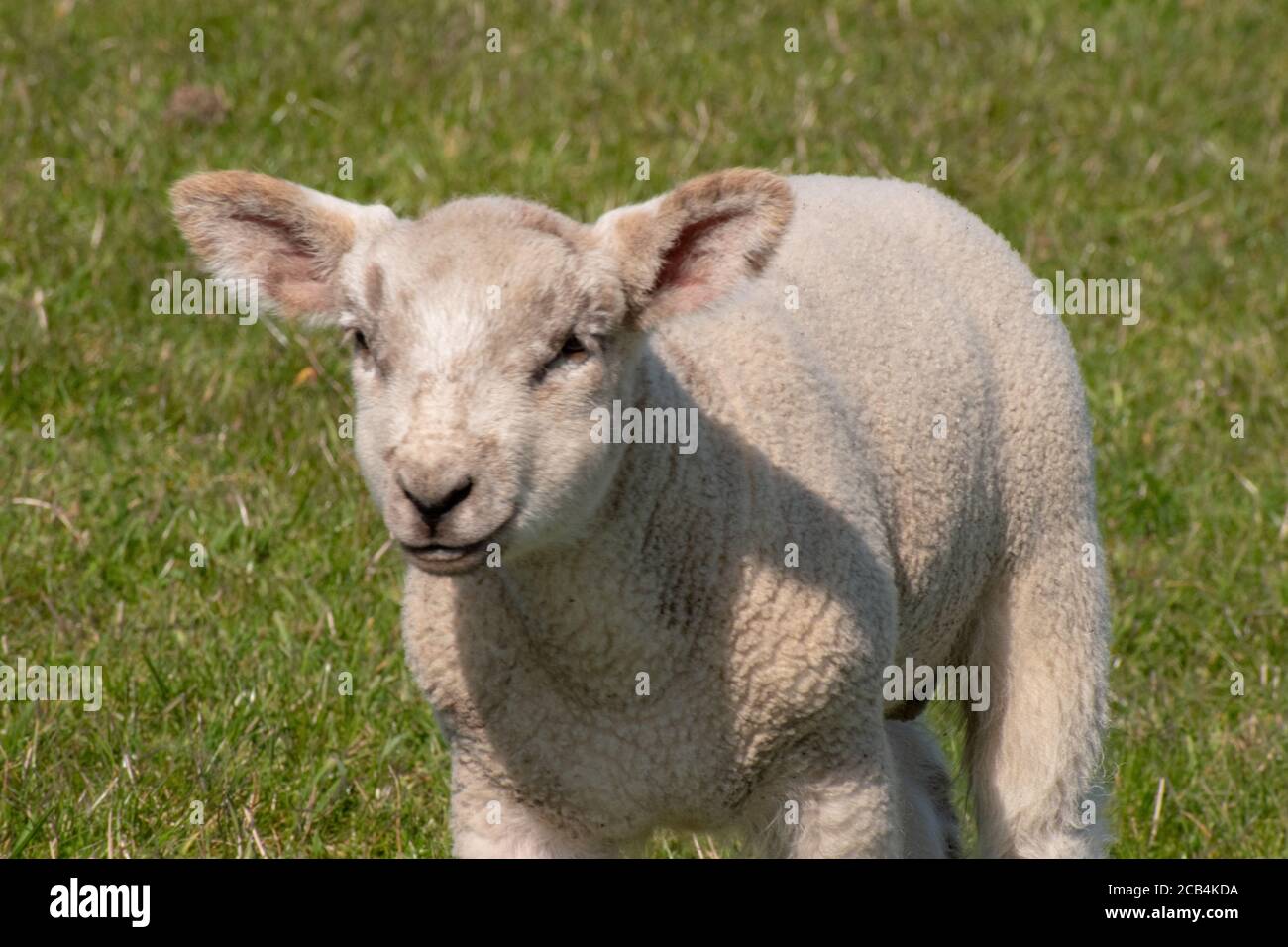 Smiley lamb hi-res stock photography and images - Alamy