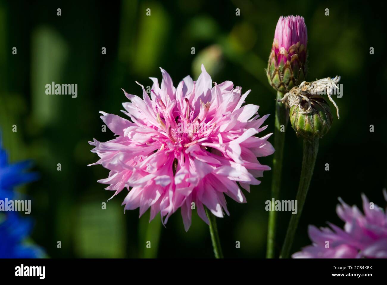 Cyani flower hi-res stock photography and images - Alamy