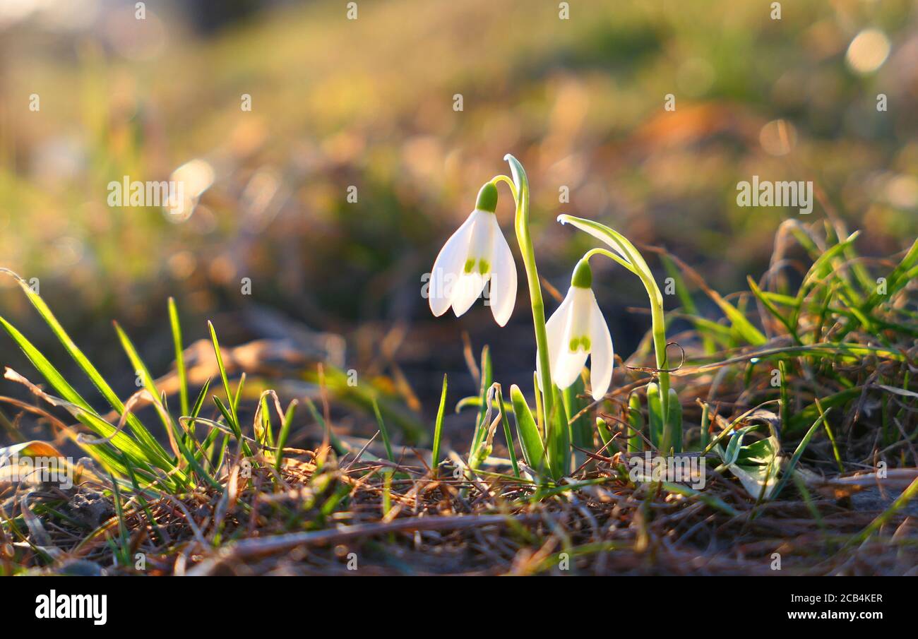 First sign of spring growth hi-res stock photography and images - Alamy