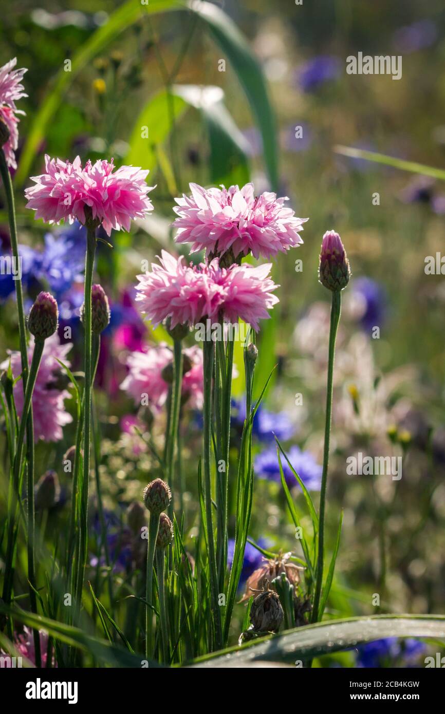Corn field flower hi-res stock photography and images - Alamy