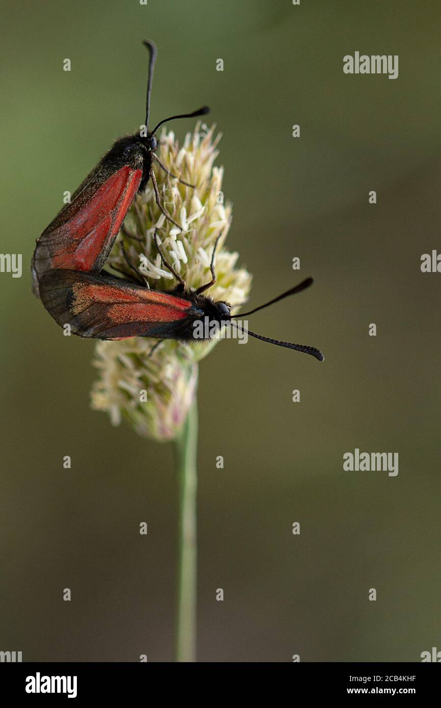 Transparent burnet moth hi-res stock photography and images - Alamy