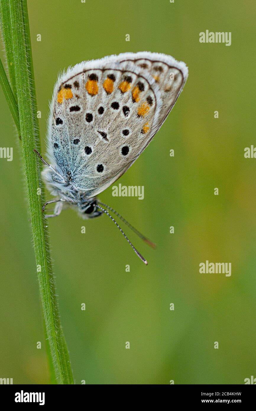 Balkan Zephyr Blue butterfly (Kretania sephirus) on a grass stem Stock ...