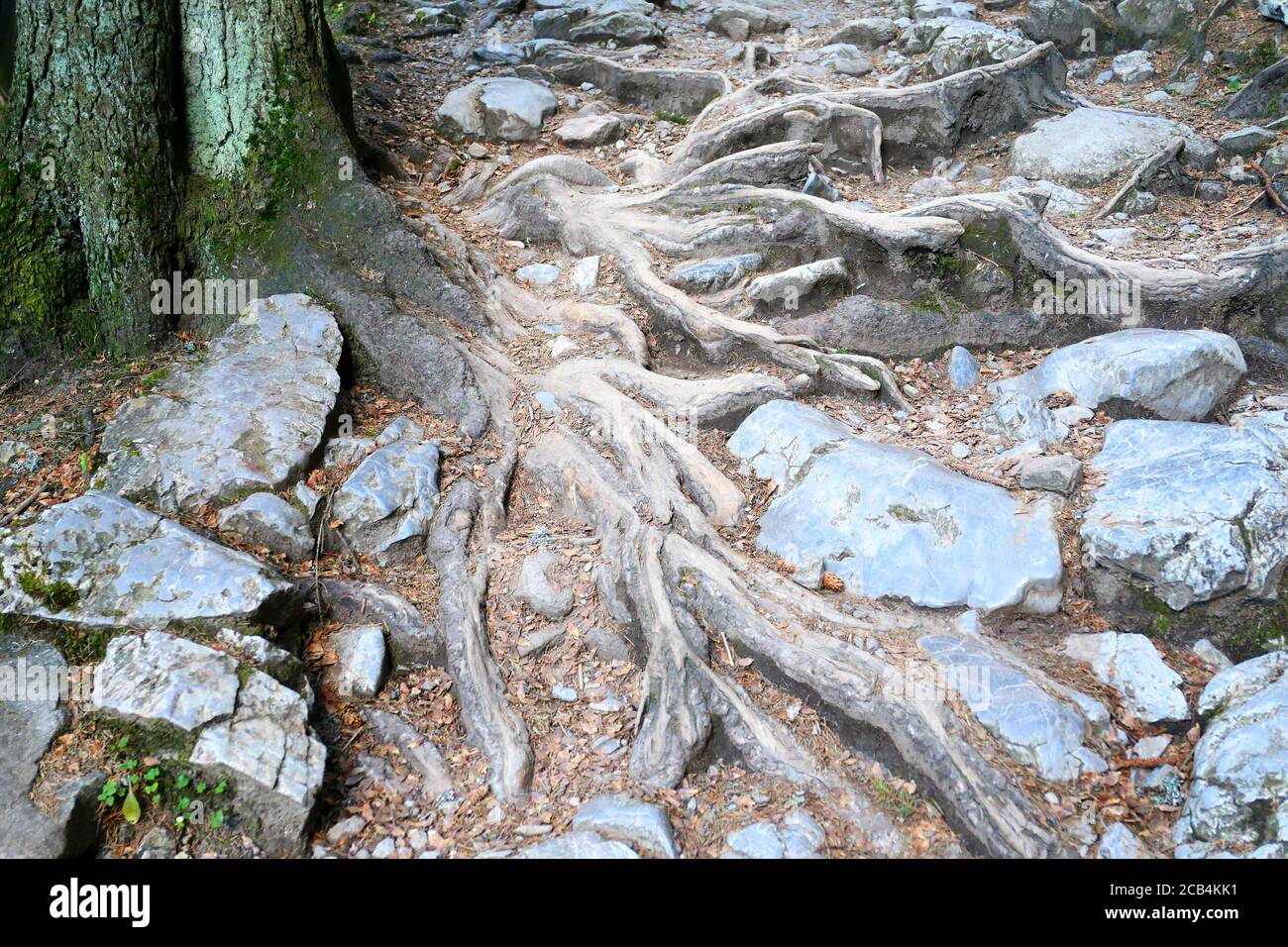 An old tree roots on the path in woods. Natural background Stock Photo ...
