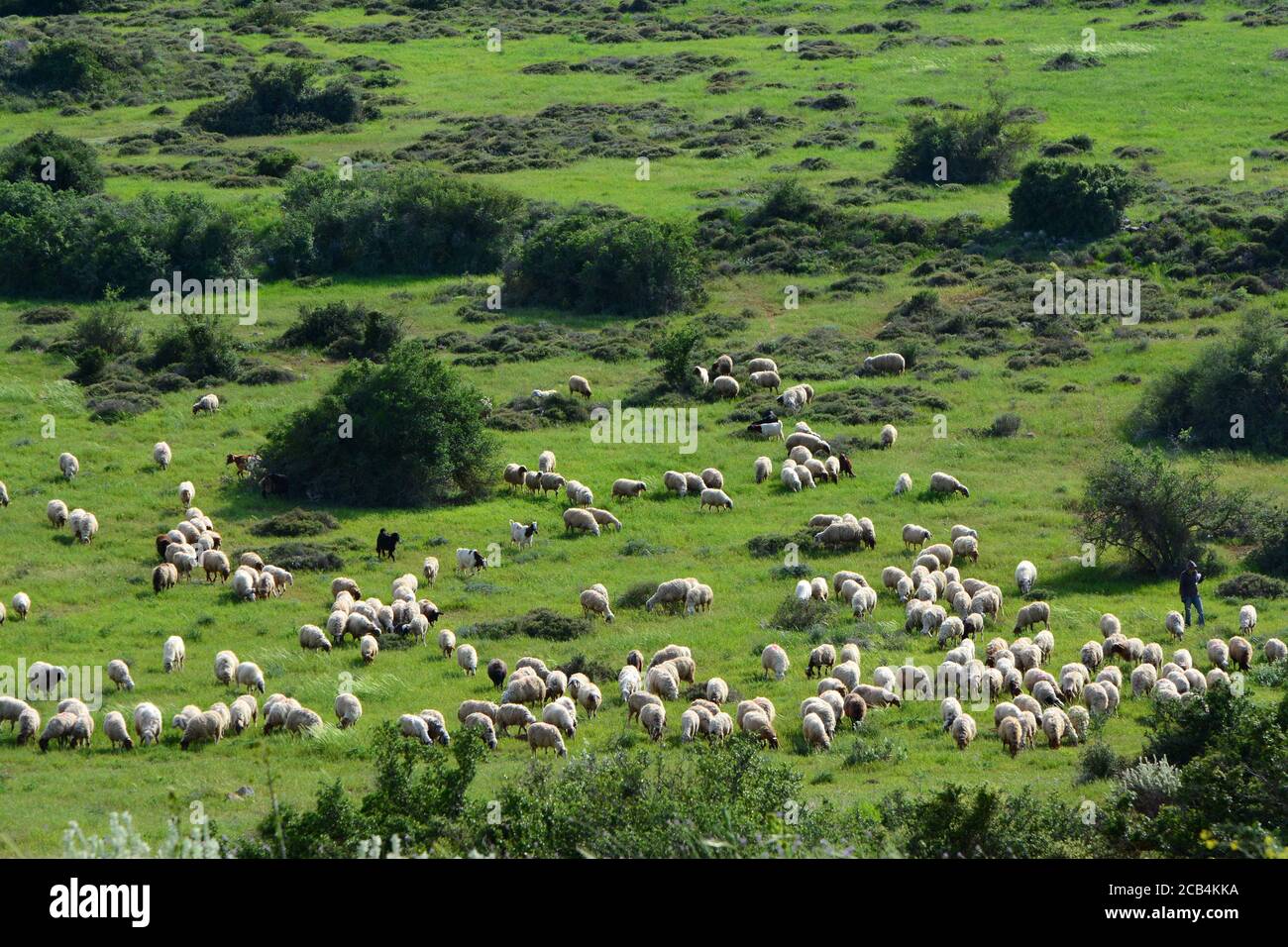 Sheep herd and sheppard Stock Photo - Alamy