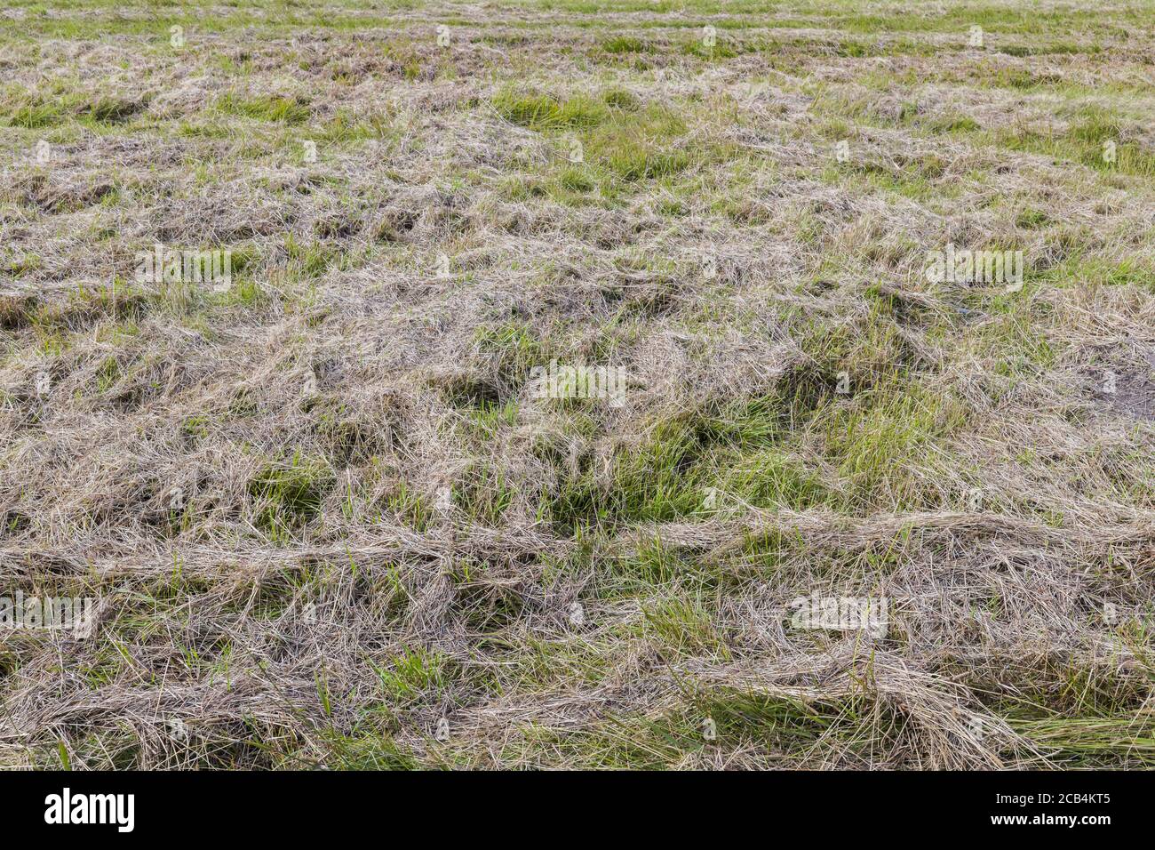 Beautiful nature landscape view of grass field with mowed grass ...