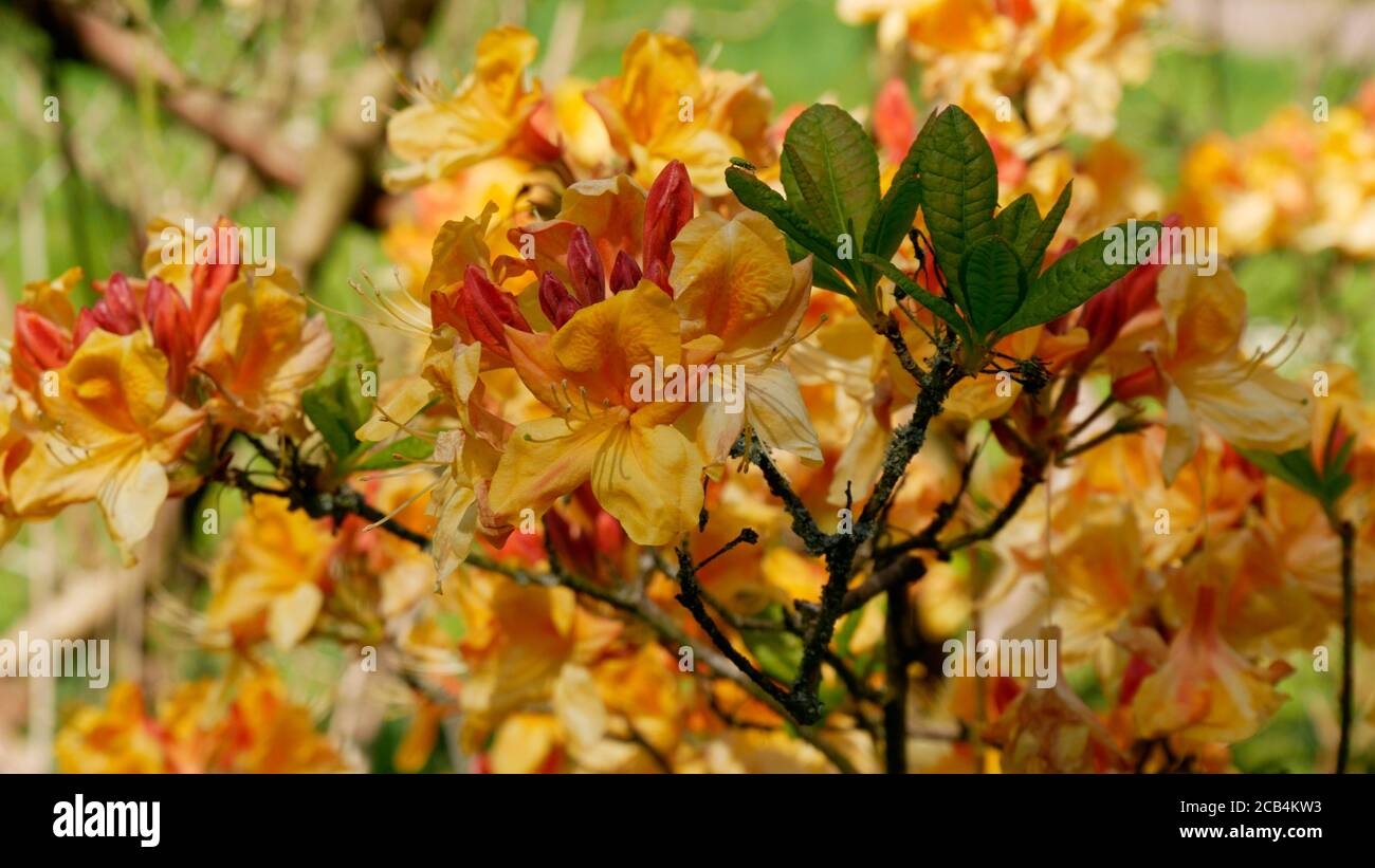 Closeup shot of beautiful azalea flowers captured in the daylight Stock ...