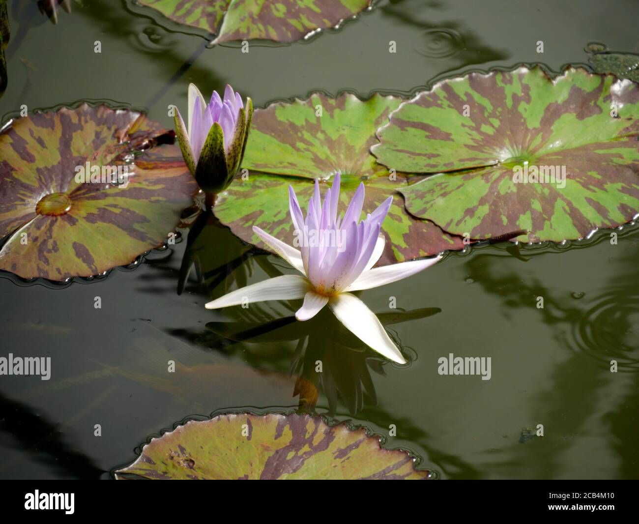 High angle shot of a cute lotus flower under the sunlight Stock Photo ...