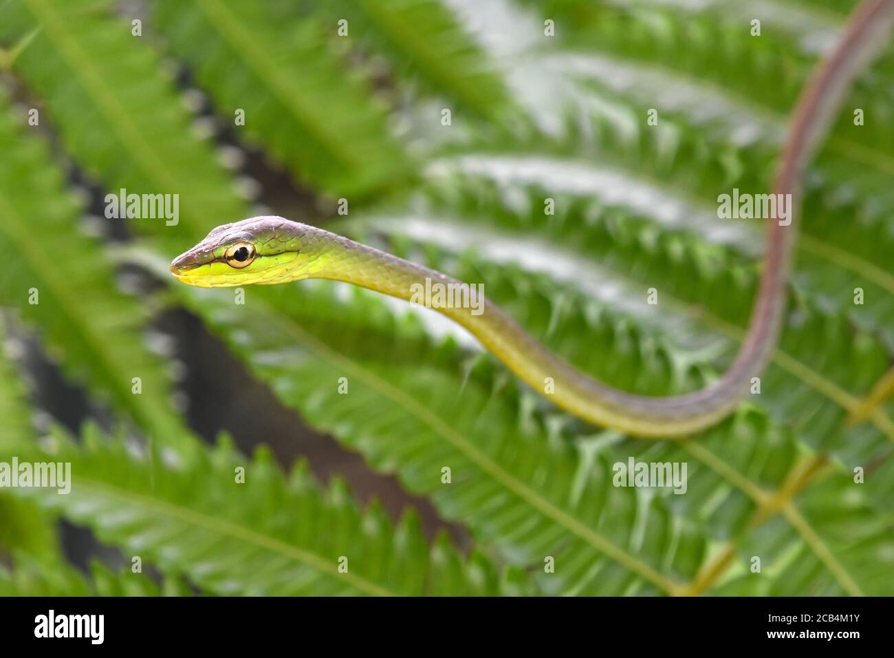 Green tree snake hi-res stock photography and images - Alamy