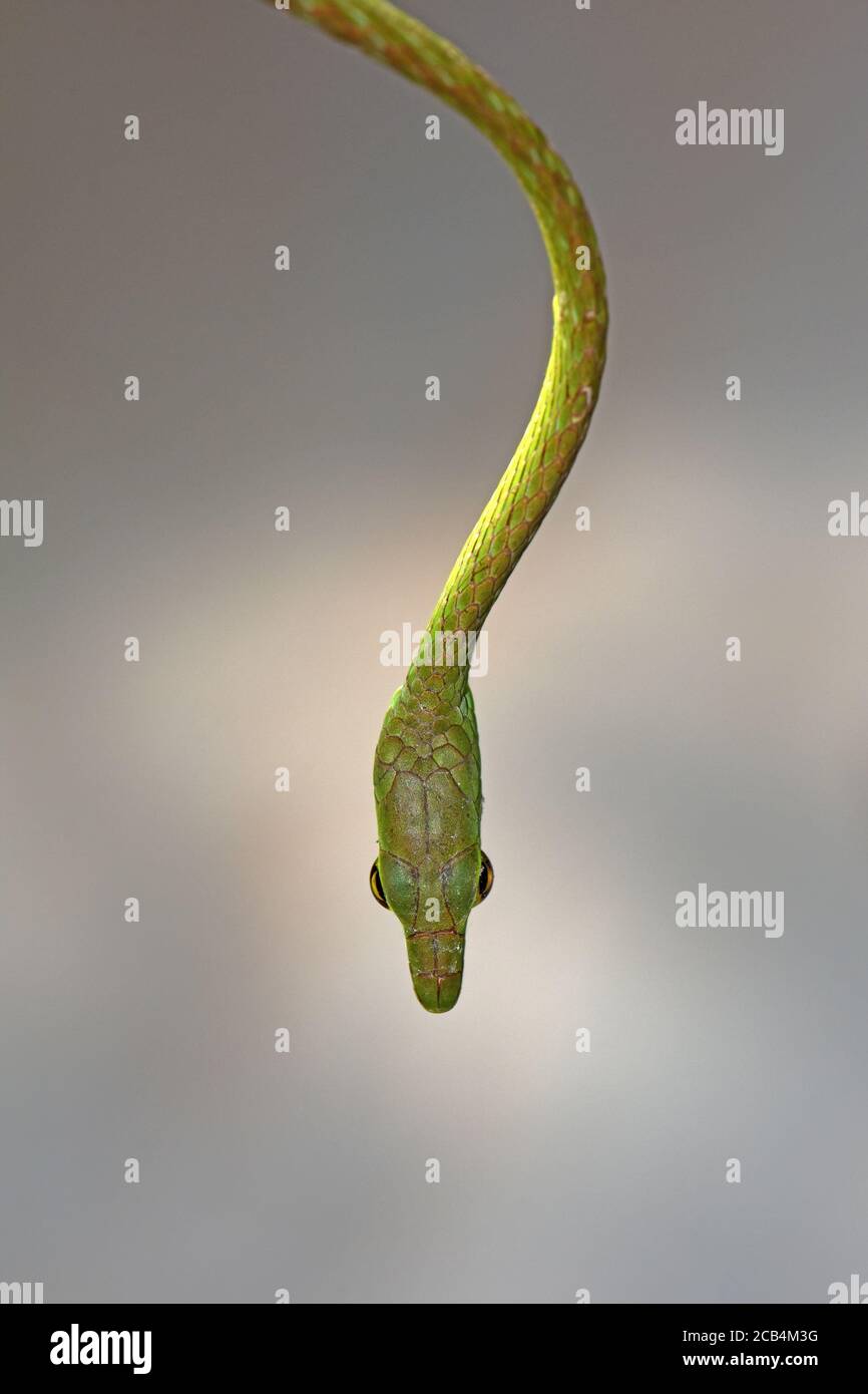 Closeup forest thin trees hi-res stock photography and images - Alamy