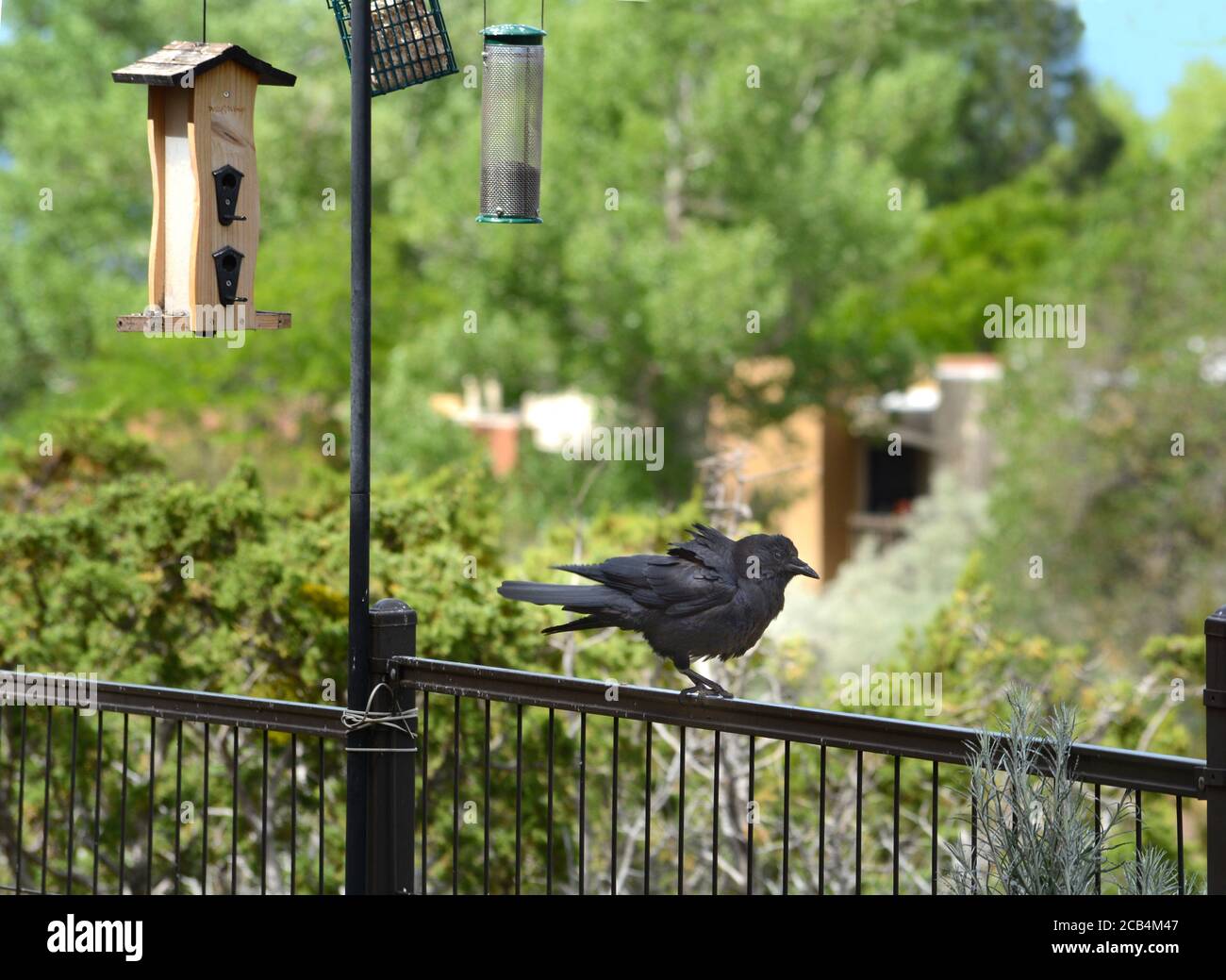Raven fence hi-res stock photography and images - Alamy
