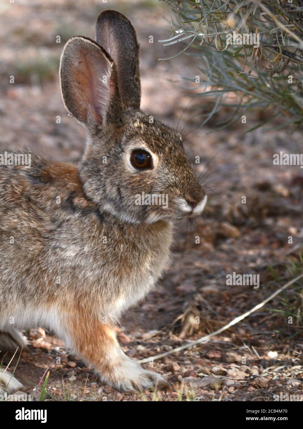 Desert cottontail rabbit or audubons cottontail hi-res stock ...