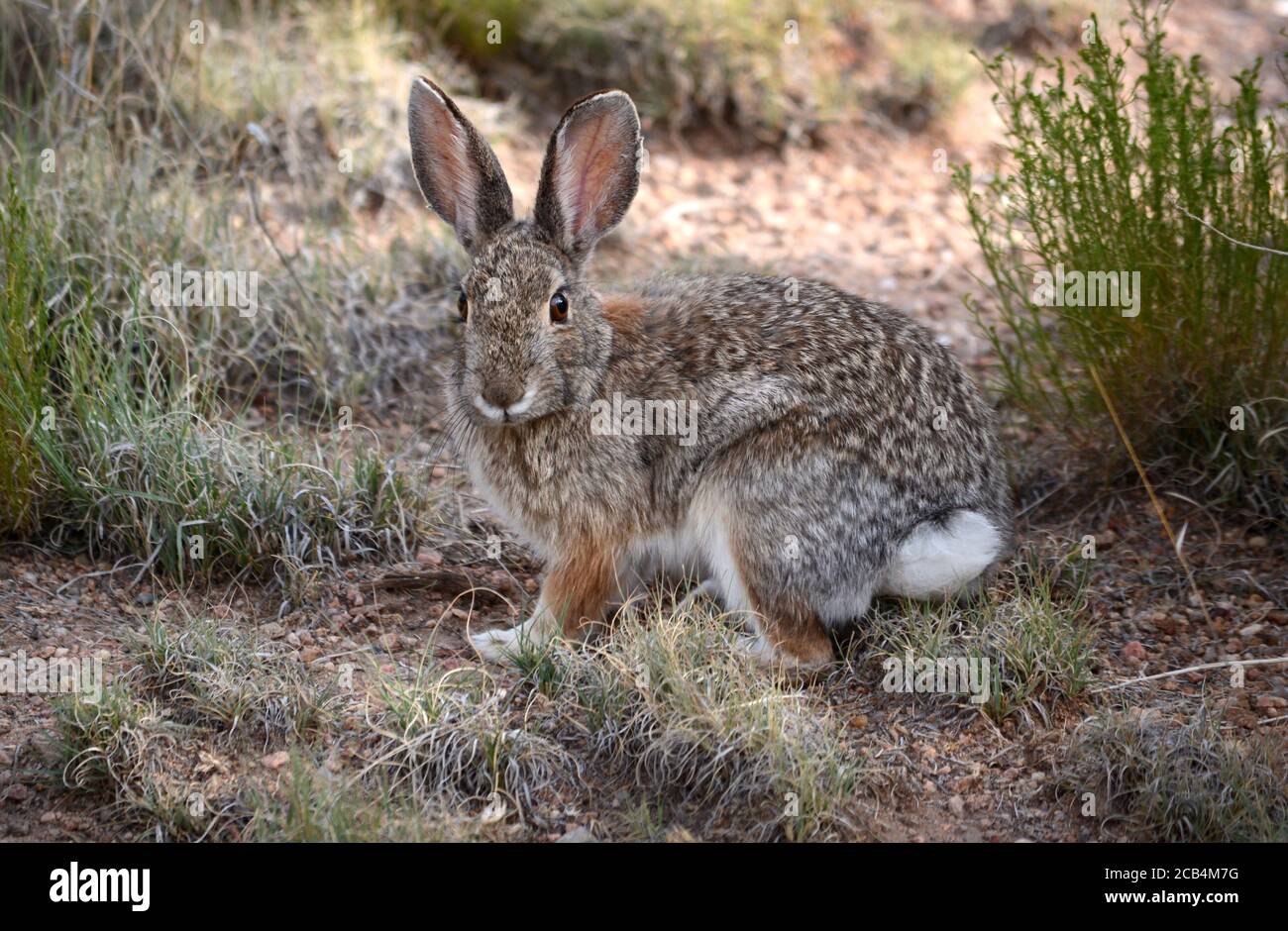 Desert cottontail rabbit hi-res stock photography and images - Alamy