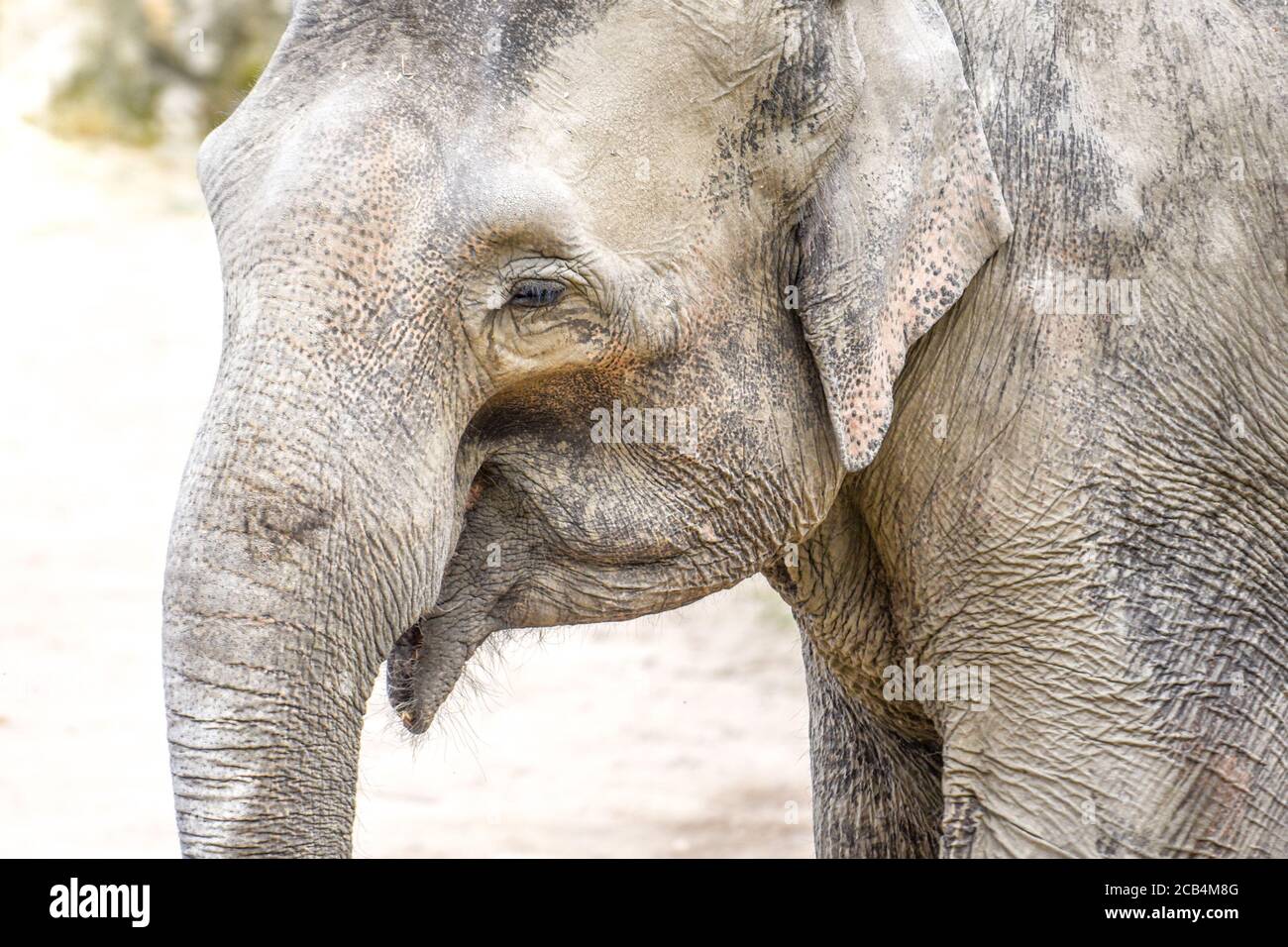 Asian elephant indian face hi-res stock photography and images - Alamy