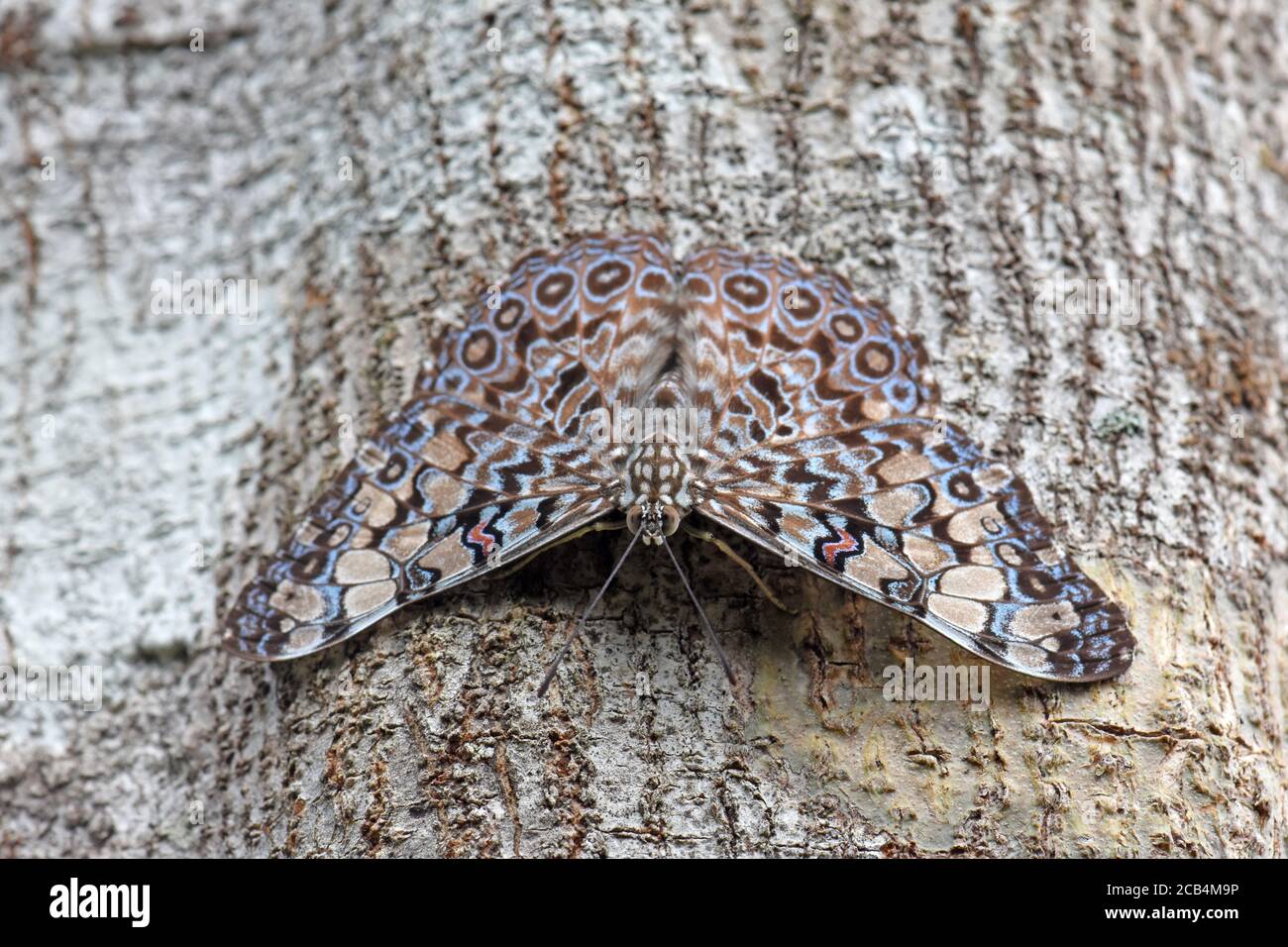 Coloration variable hi-res stock photography and images - Alamy