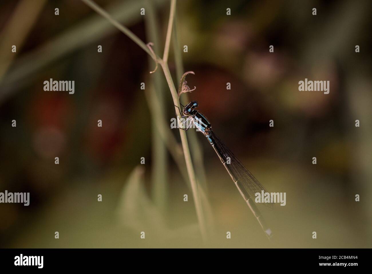 Macro shot of a net-winged insect on a plant Stock Photo - Alamy