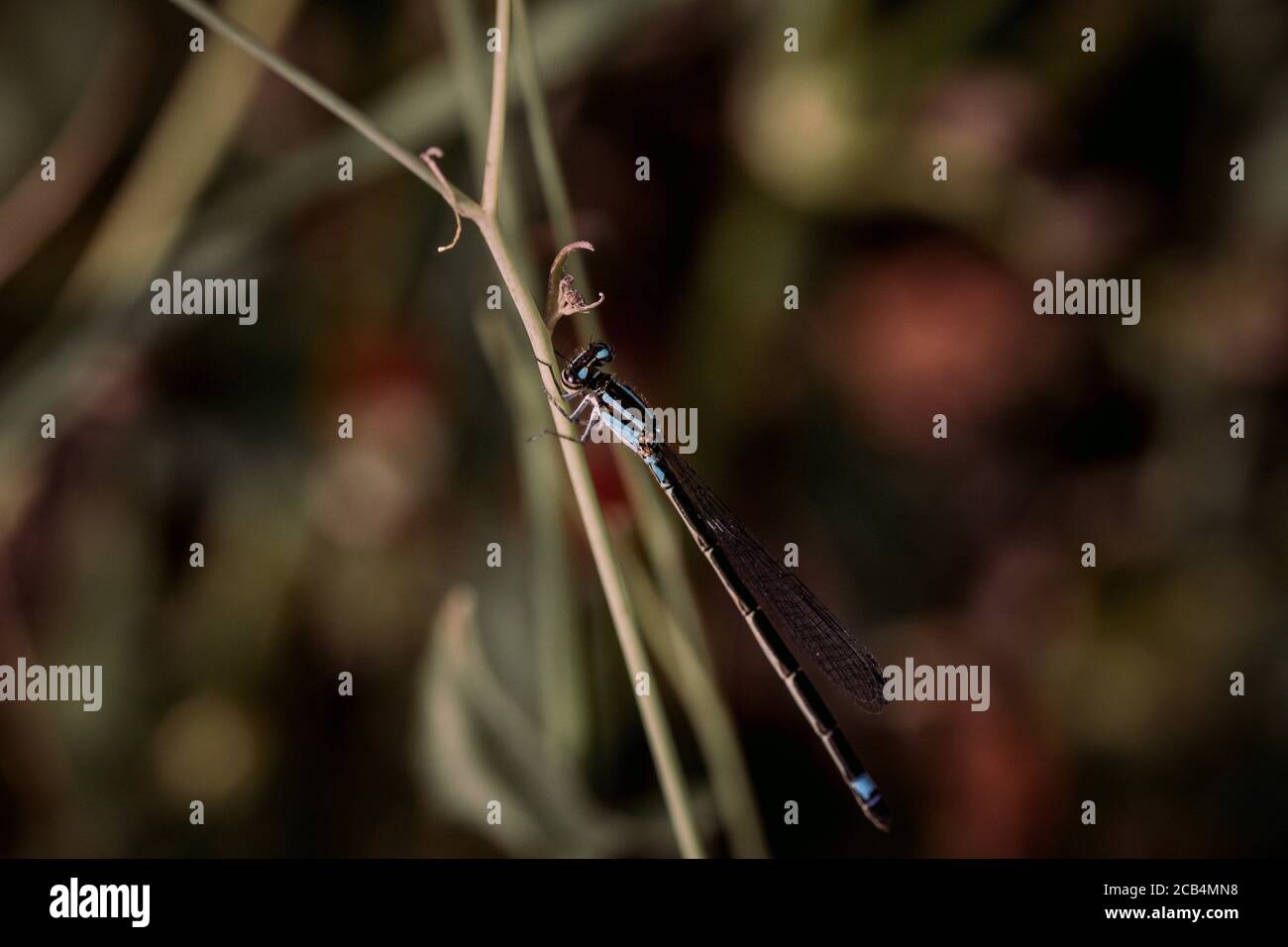 Macro shot of a net-winged insect on a plant Stock Photo - Alamy