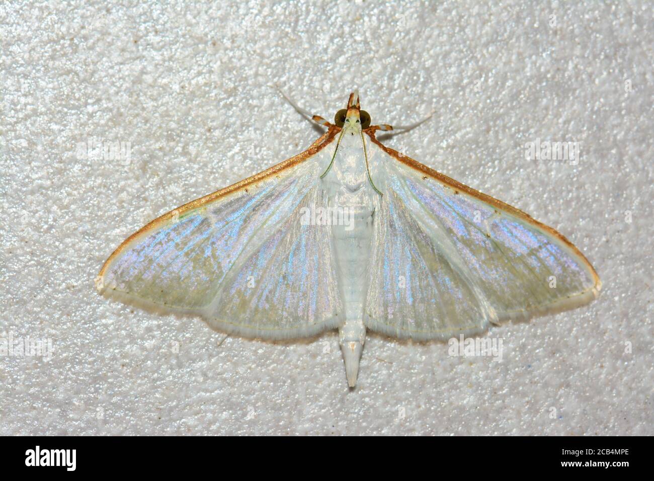 Moth with camouflage wings hi-res stock photography and images - Alamy