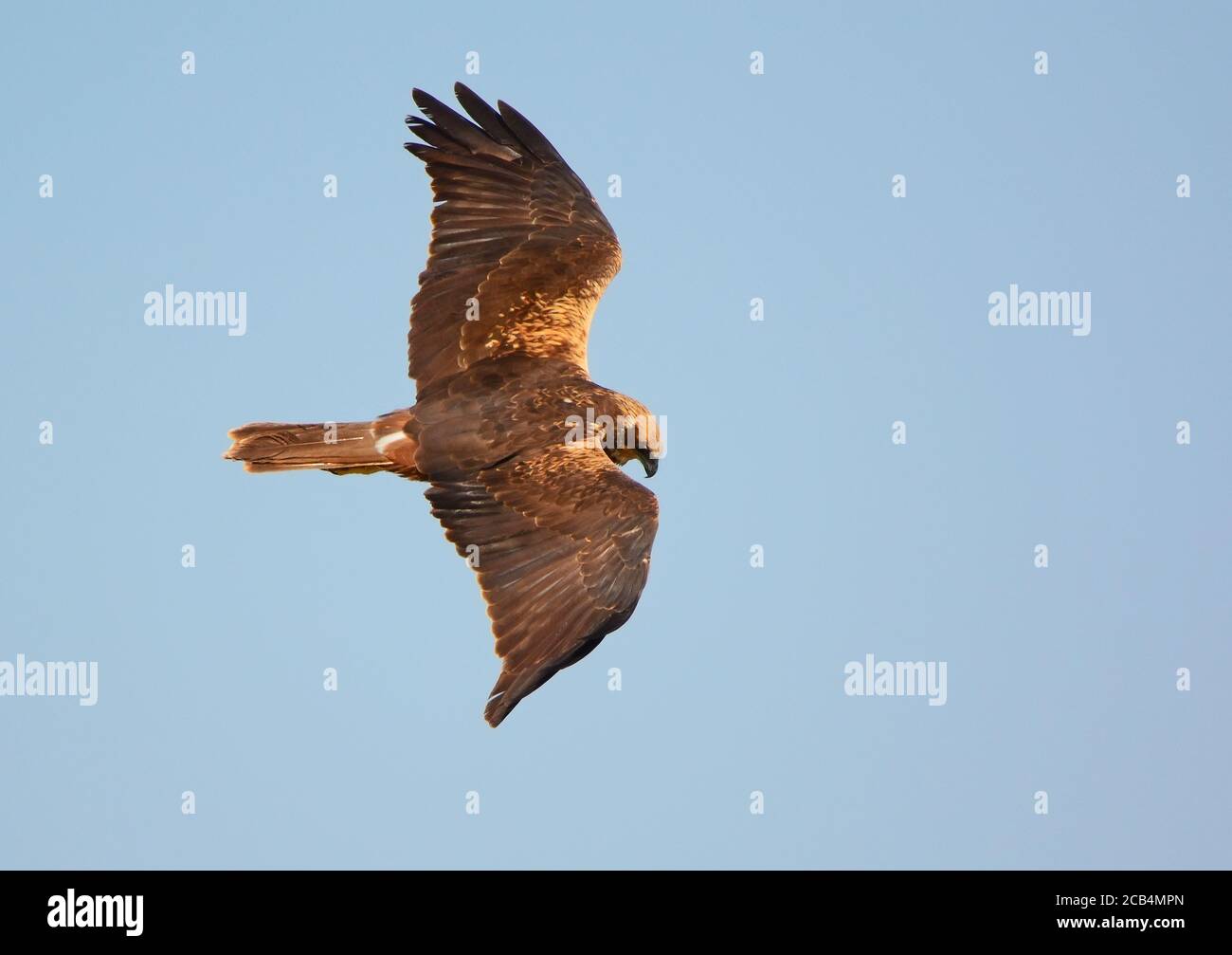 Marsh harrier in flight Stock Photo - Alamy