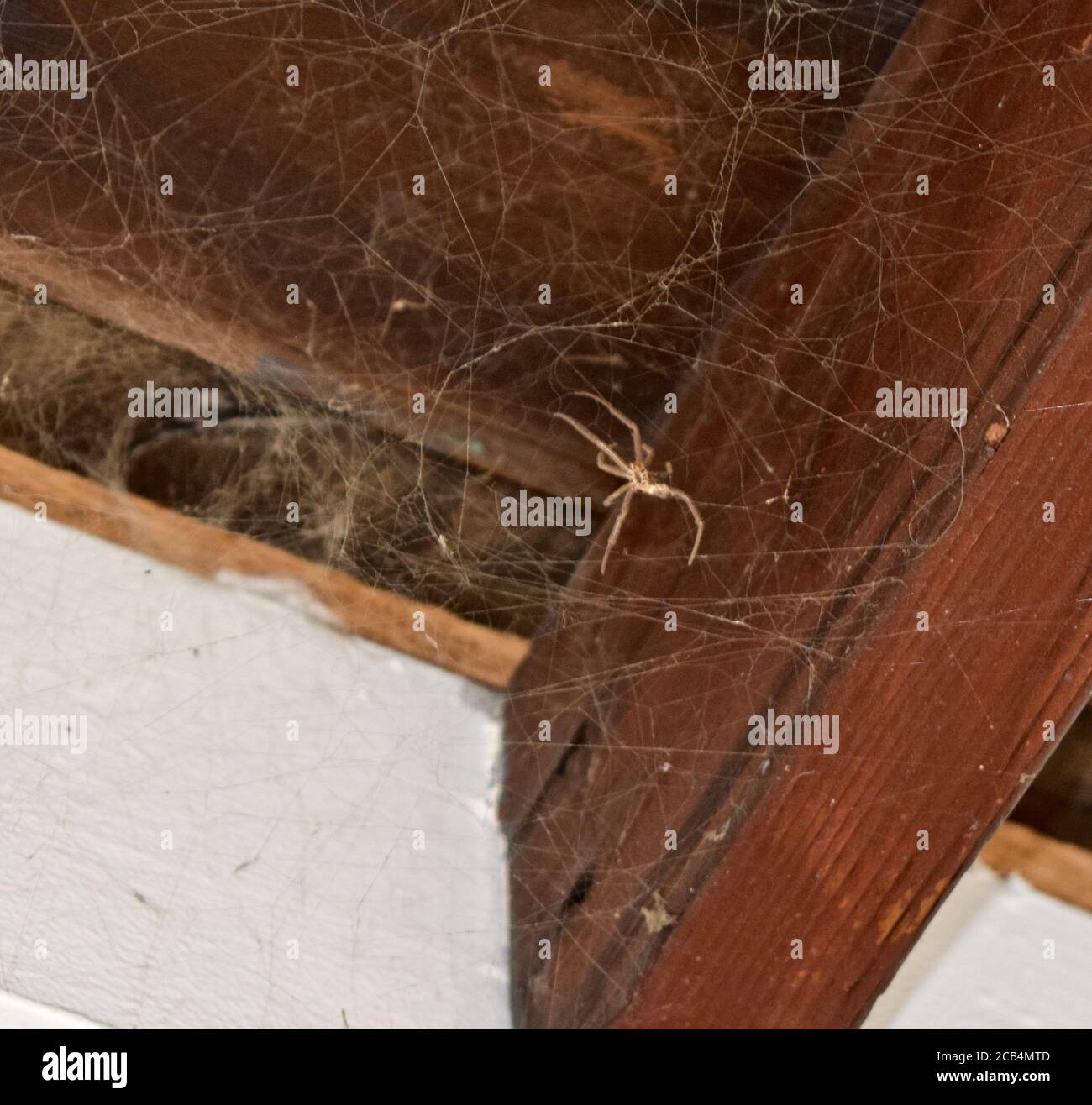 Closeup of a large brown spider on its web underneath a wooden patio ...