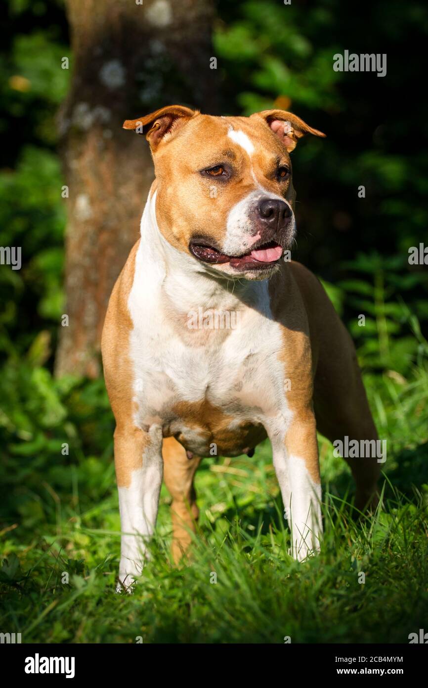 American Staffordshire Terrier Standing High Resolution Stock ...