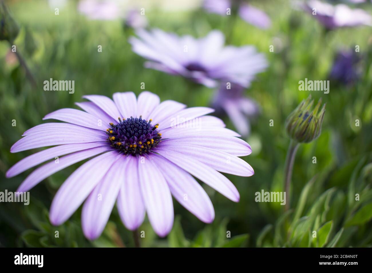 Closeup shot of a beautiful African daisy in a garden Stock Photo - Alamy
