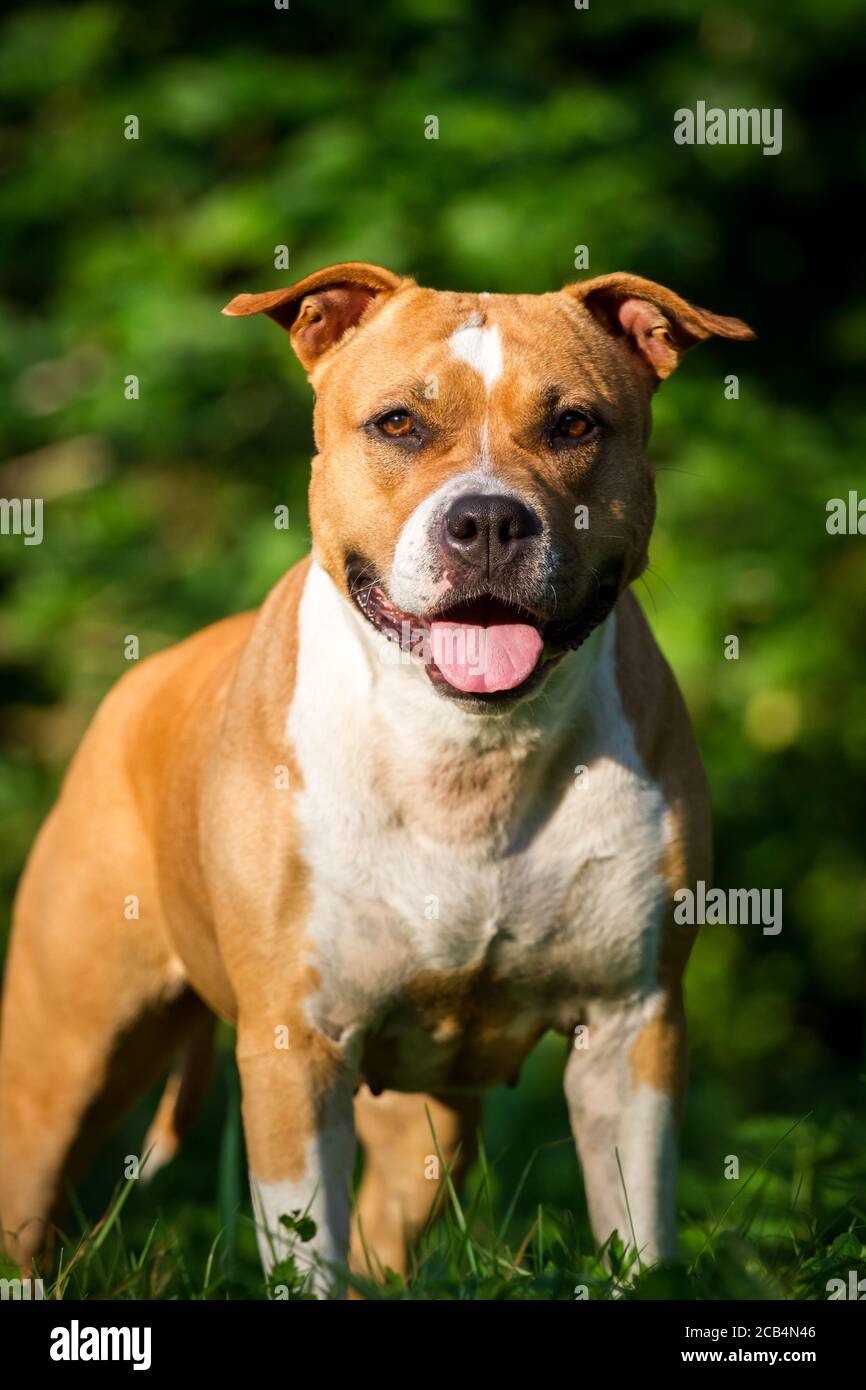 Portrait of a brown American Staffordshire Terrier, standing Stock ...