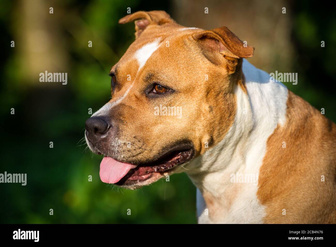 Portrait of a brown American Staffordshire Terrier Stock Photo - Alamy