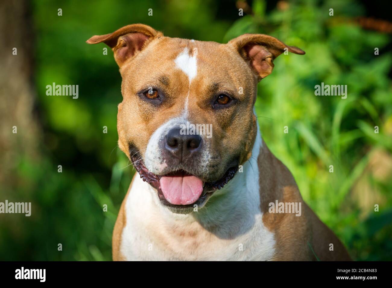 Portrait of a brown American Staffordshire Terrier Stock Photo - Alamy