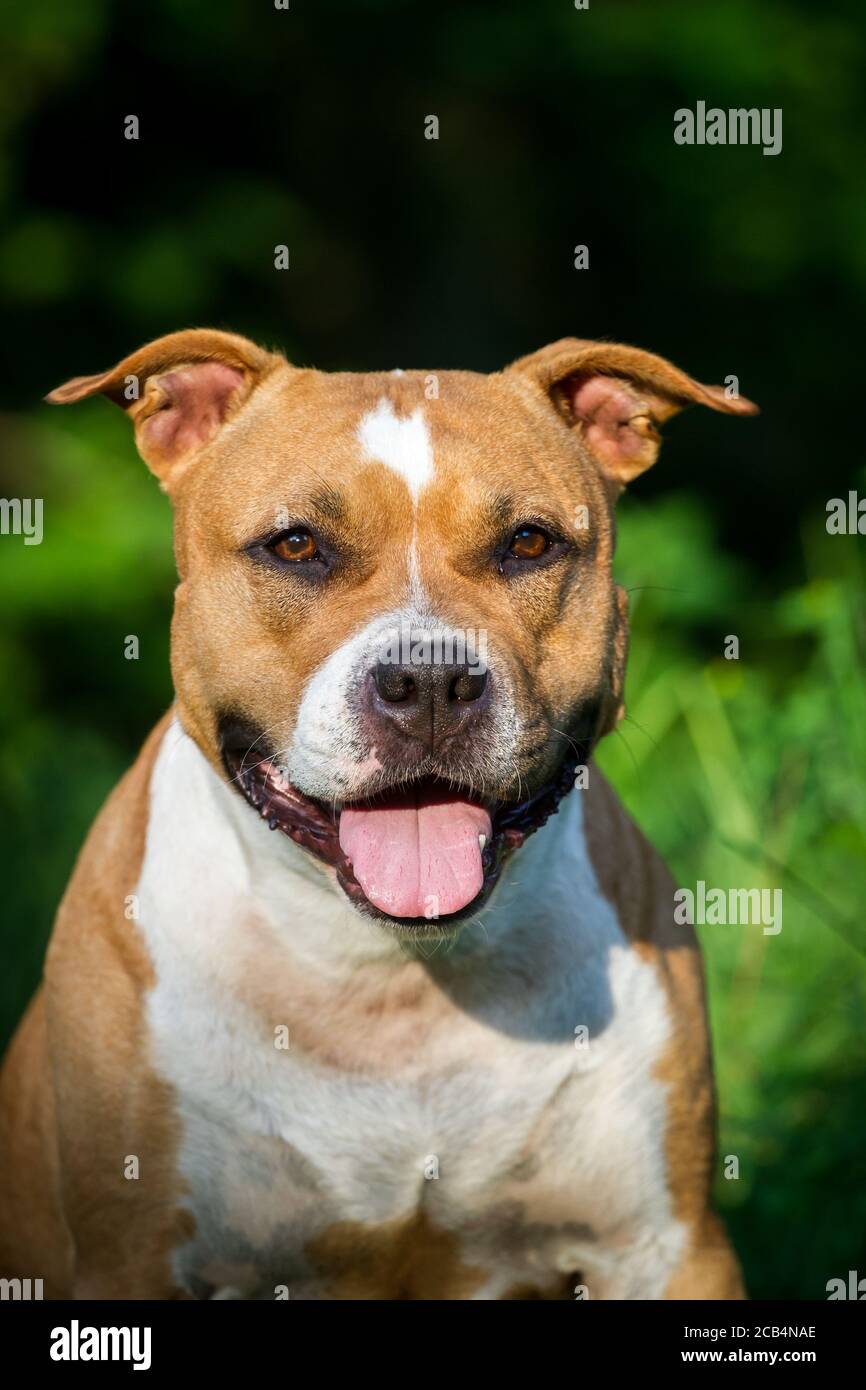 Portrait of a brown American Staffordshire Terrier Stock Photo - Alamy
