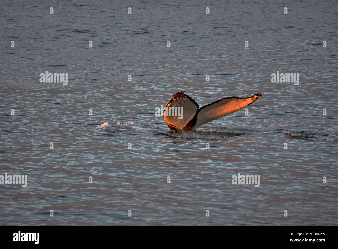 Shot of a big fish swimming in the ocean Stock Photo - Alamy