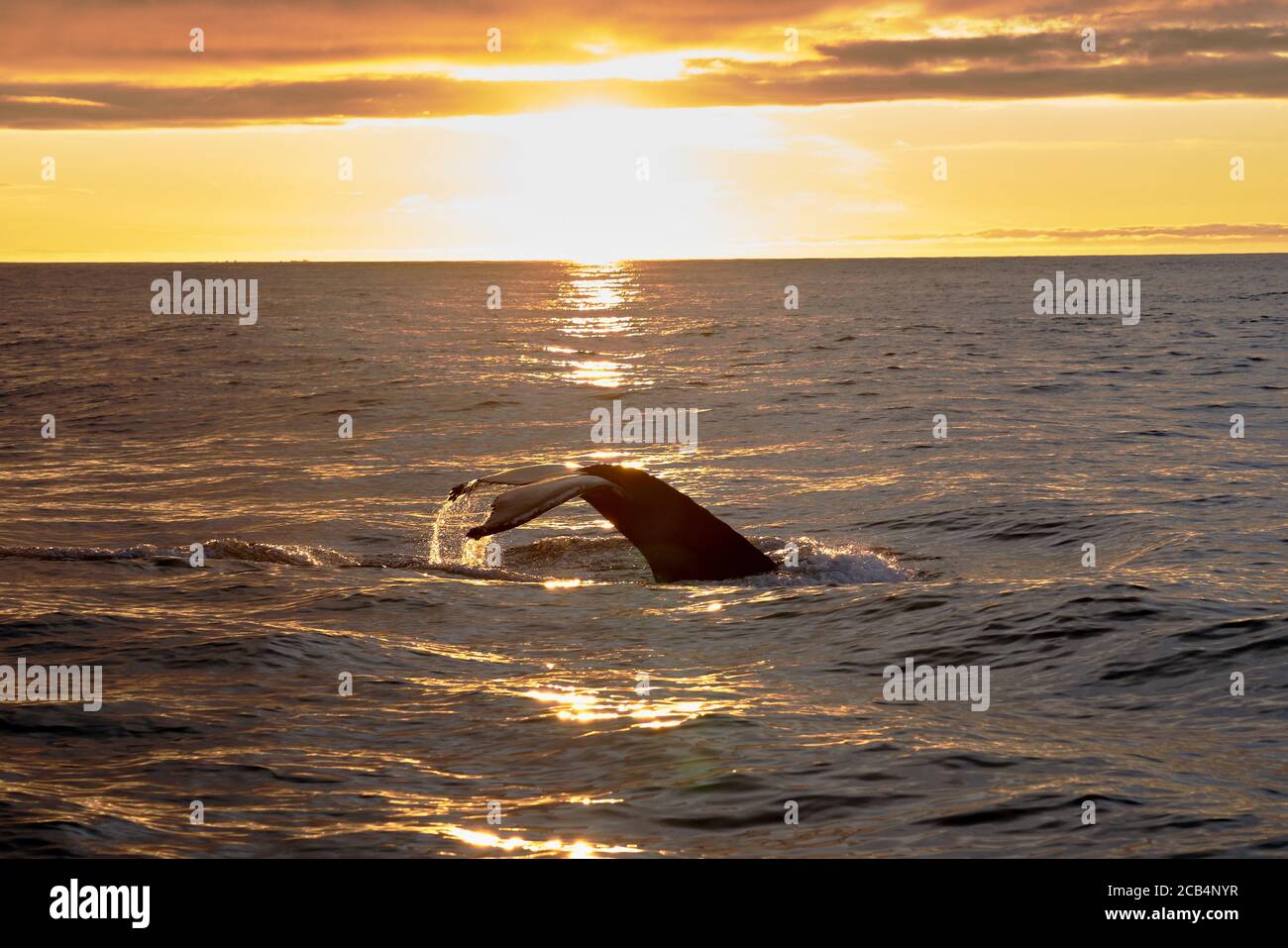 Shot of a big fish swimming in the ocean during sunset Stock Photo - Alamy