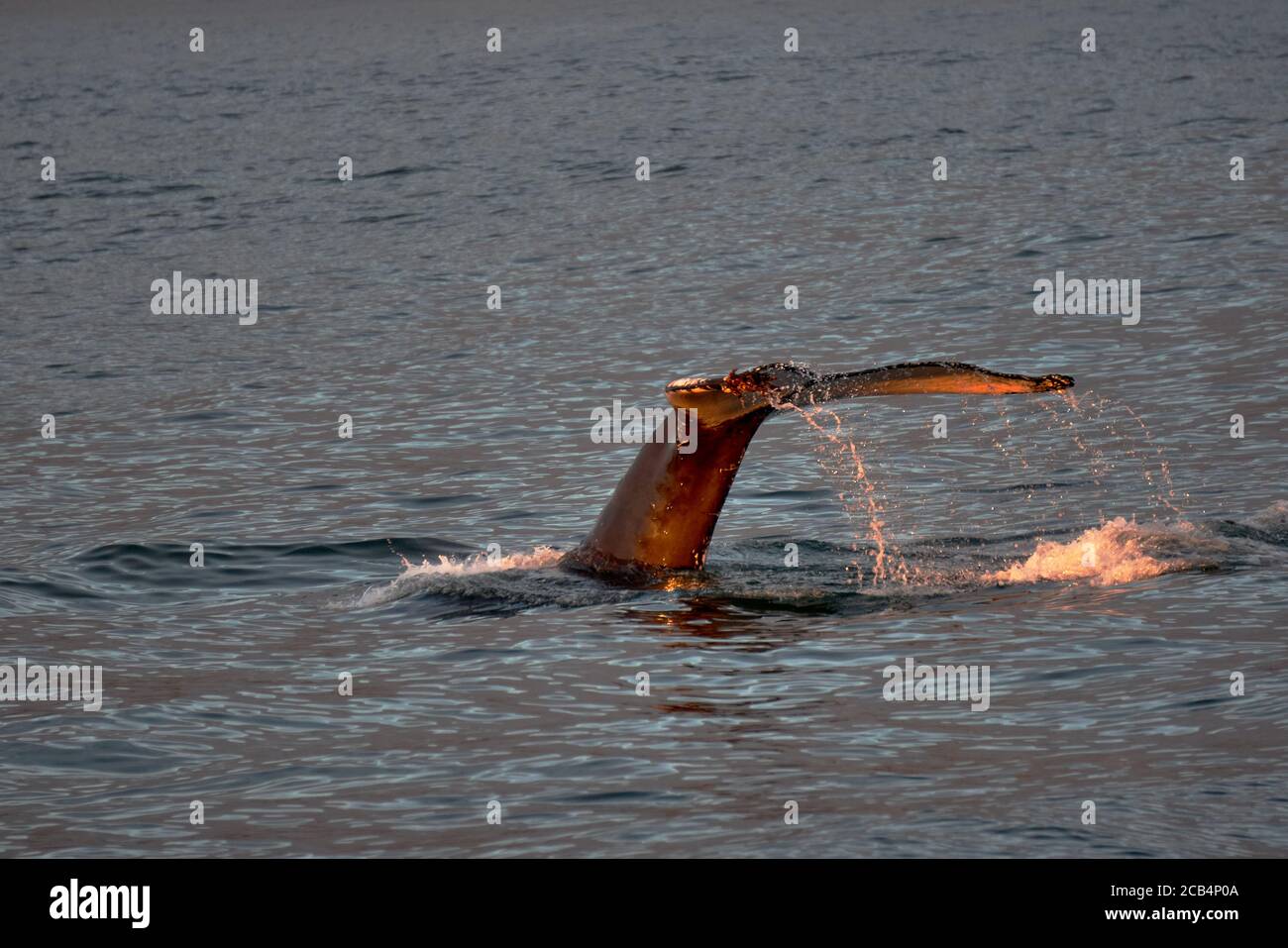 Shot of a big fish swimming in the ocean Stock Photo - Alamy