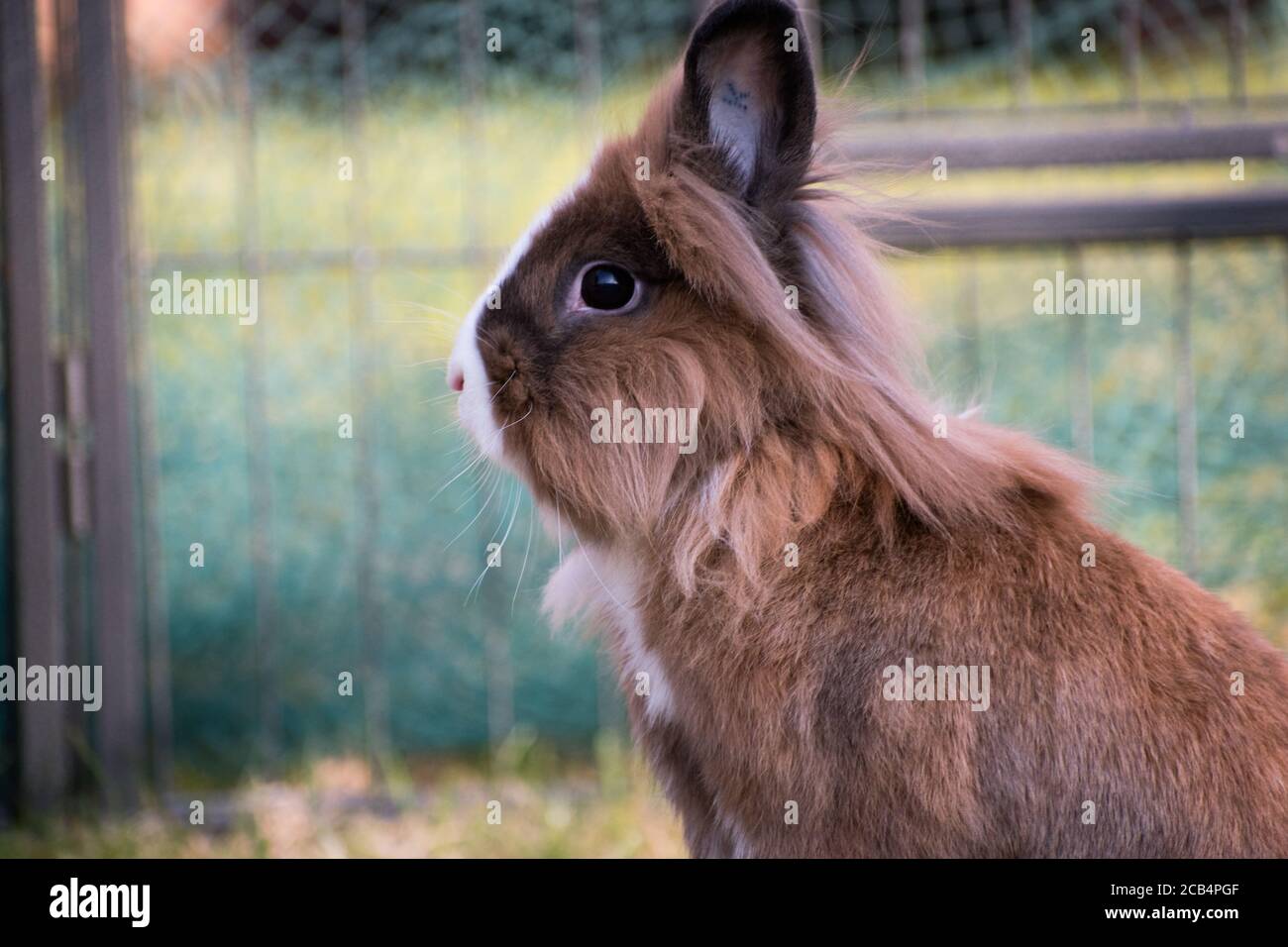 Small brown rabbit in zoo hi-res stock photography and images - Alamy