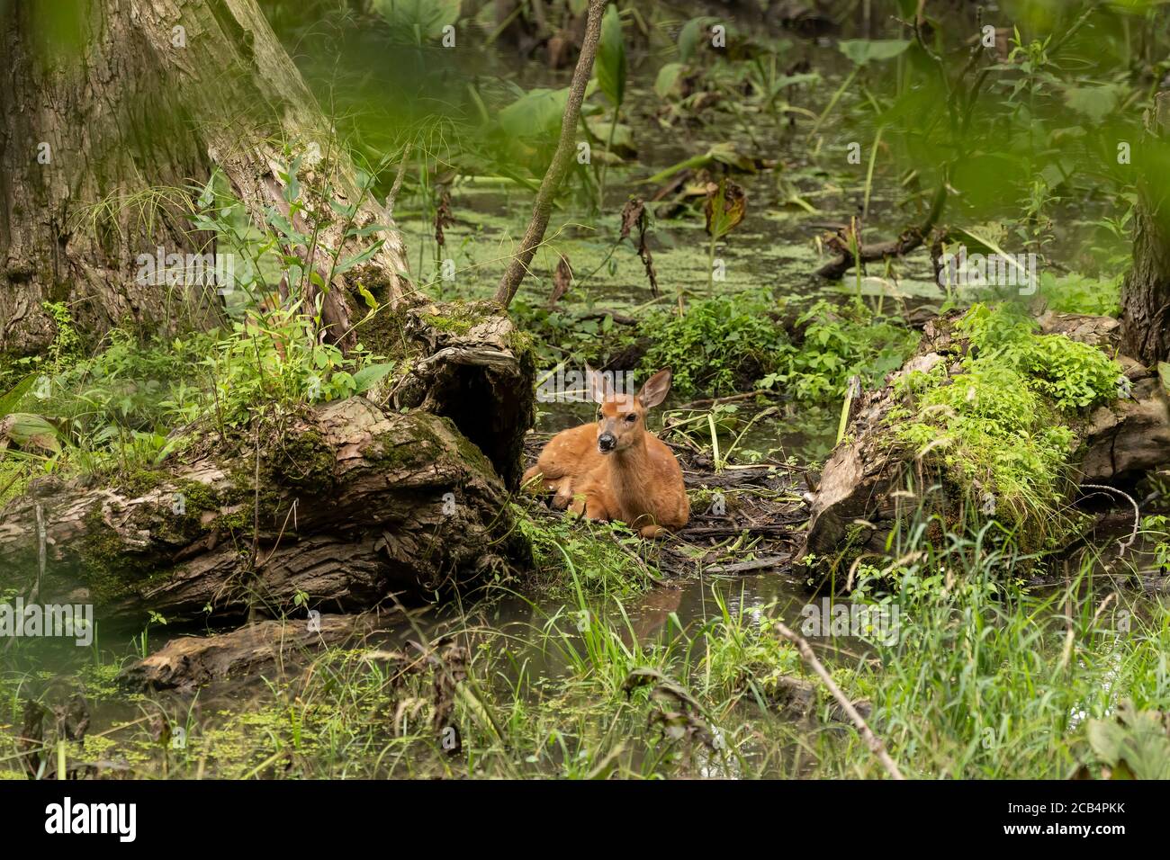 Fawns with green background hi-res stock photography and images - Alamy