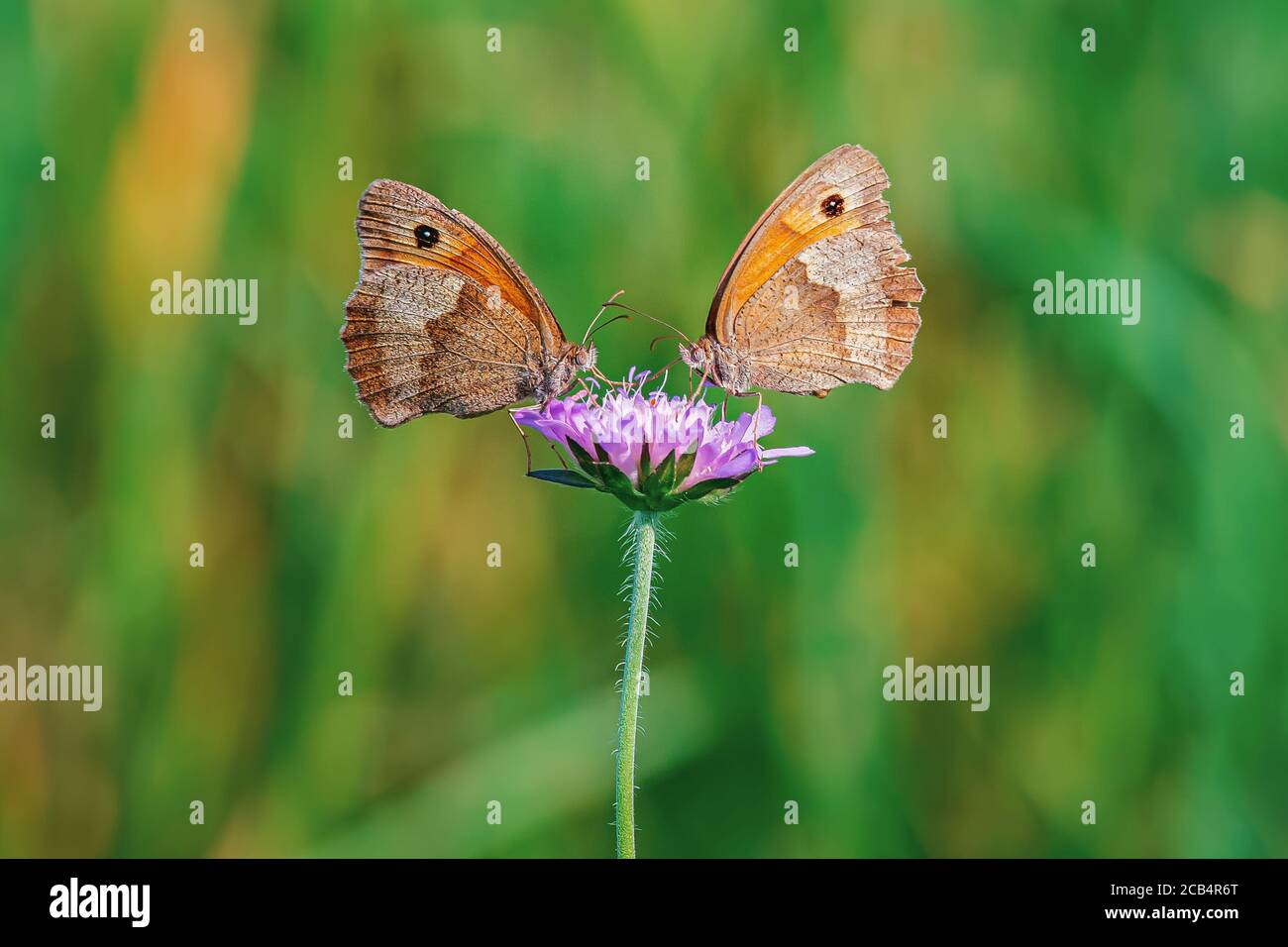 Picture of butterflies hi-res stock photography and images - Alamy