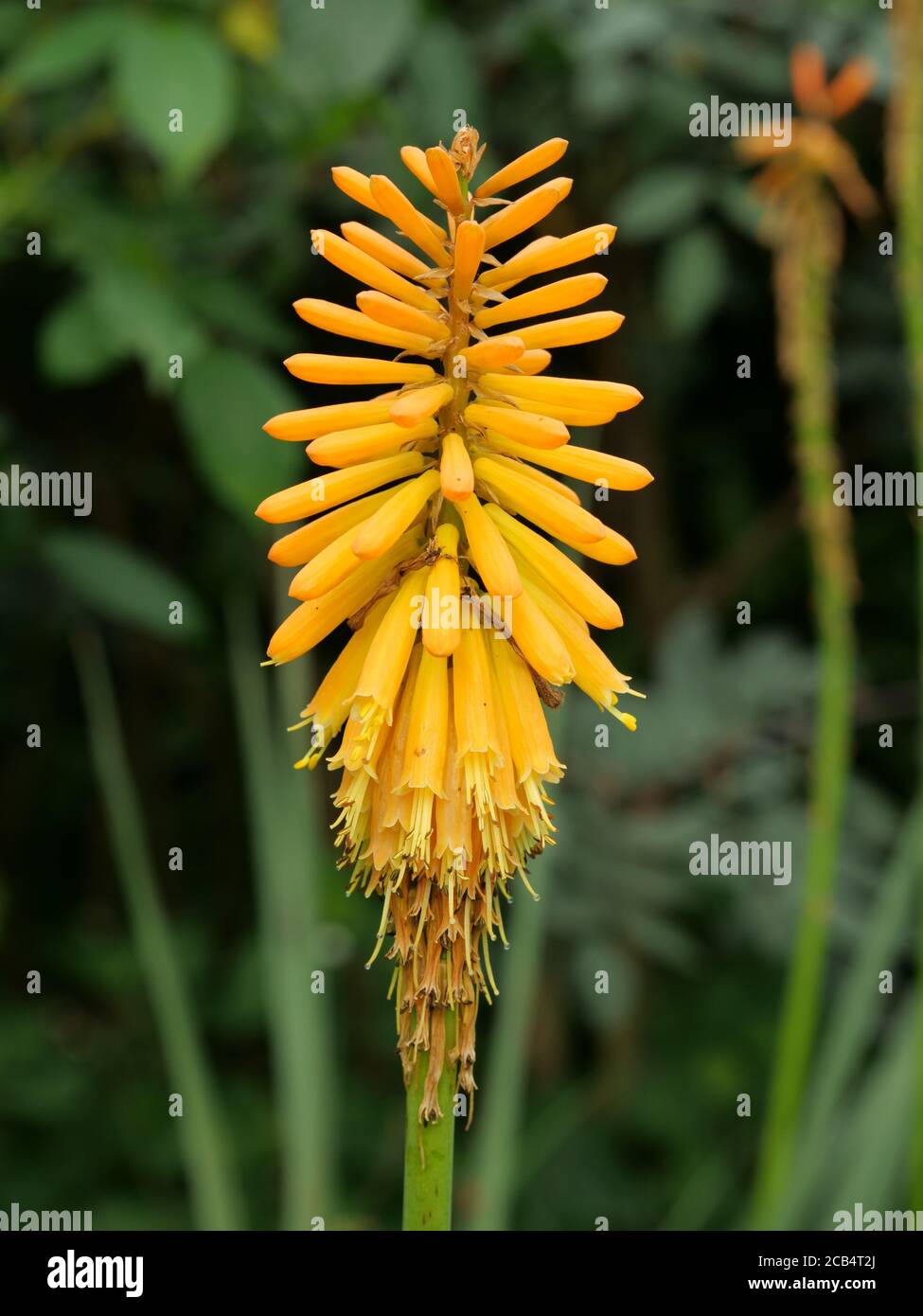 Vertical selective focus shot of a yellow flower in a garden Stock ...