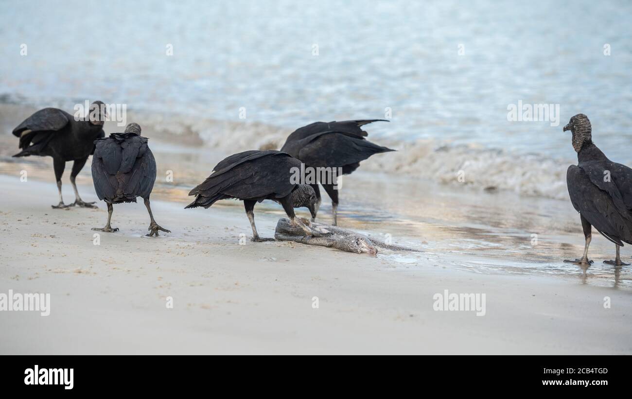 Black Vulture (Coragyps atratus Stock Photo - Alamy