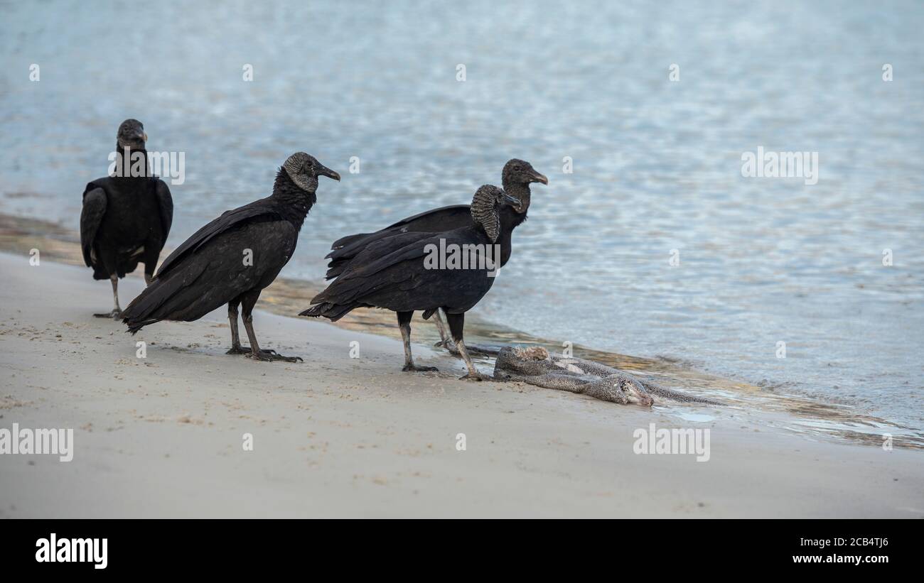 Black Vulture (Coragyps atratus Stock Photo - Alamy