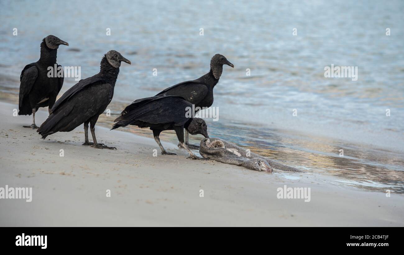 Black Vulture (Coragyps atratus Stock Photo - Alamy